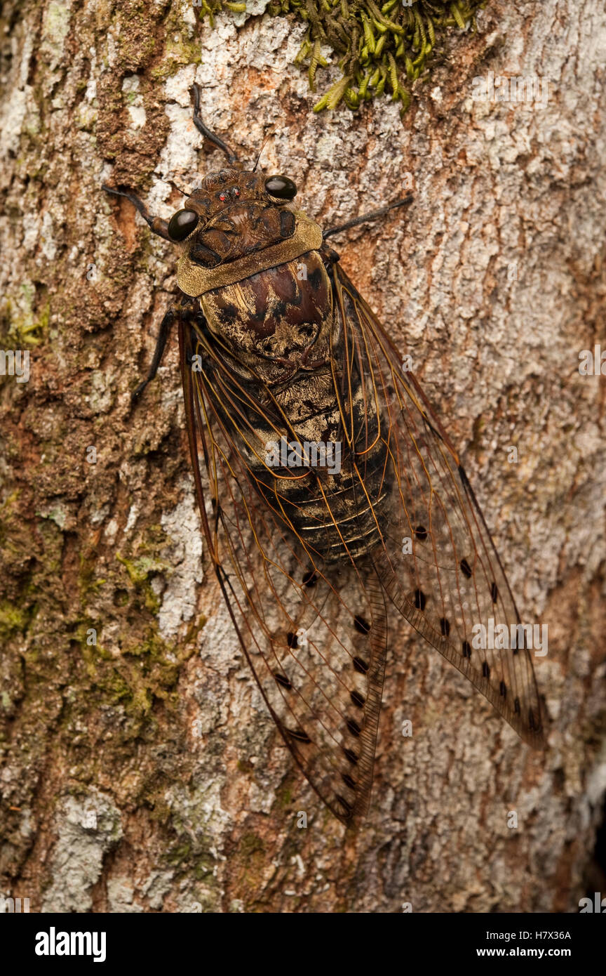 Six O'clock Cicada (Pomponia merula), Borneo, Malaysia Stock Photo - Alamy
