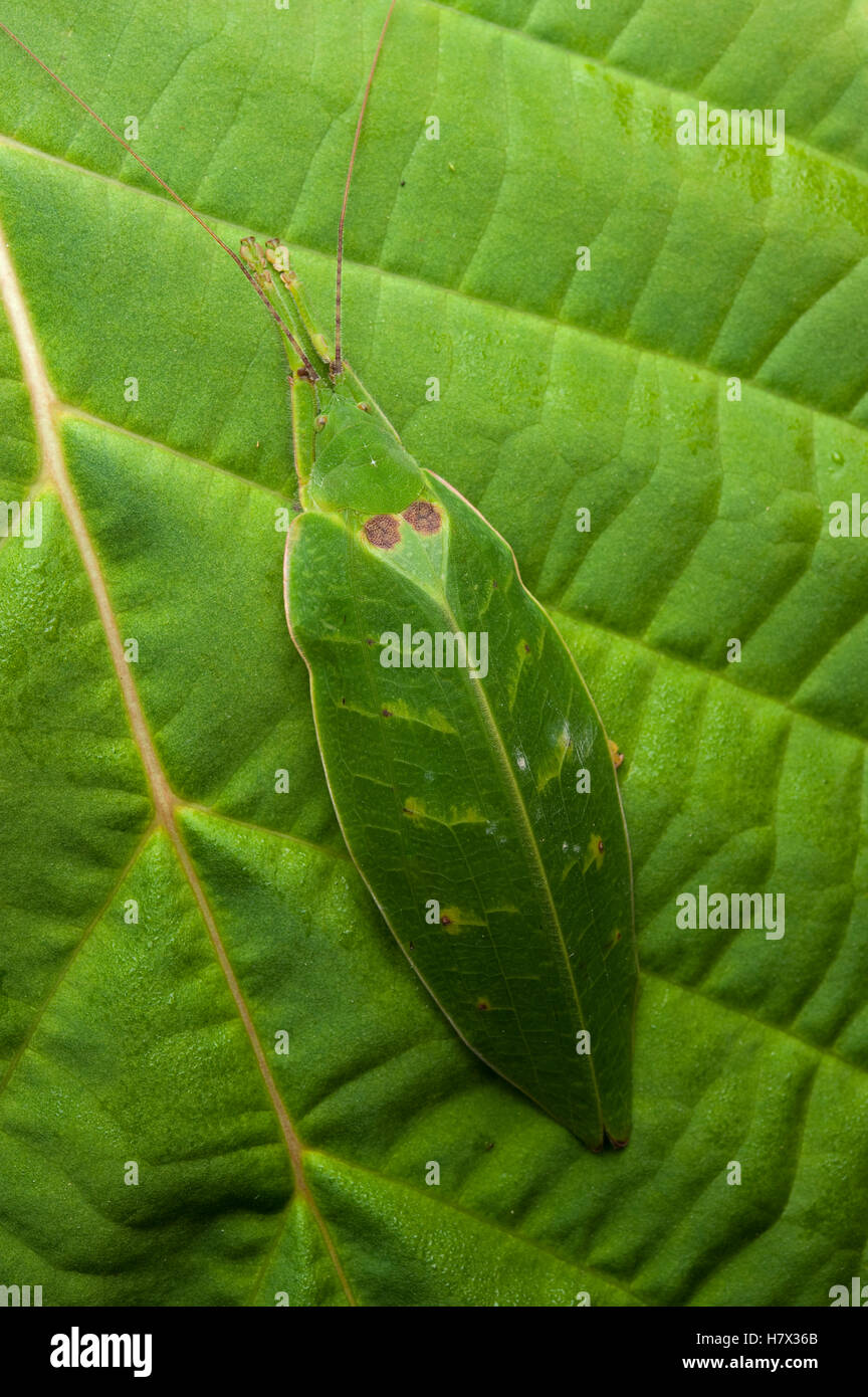 Katydid (Tettigoniidae) mimicking leaf in rainforest, Borneo, Malaysia ...