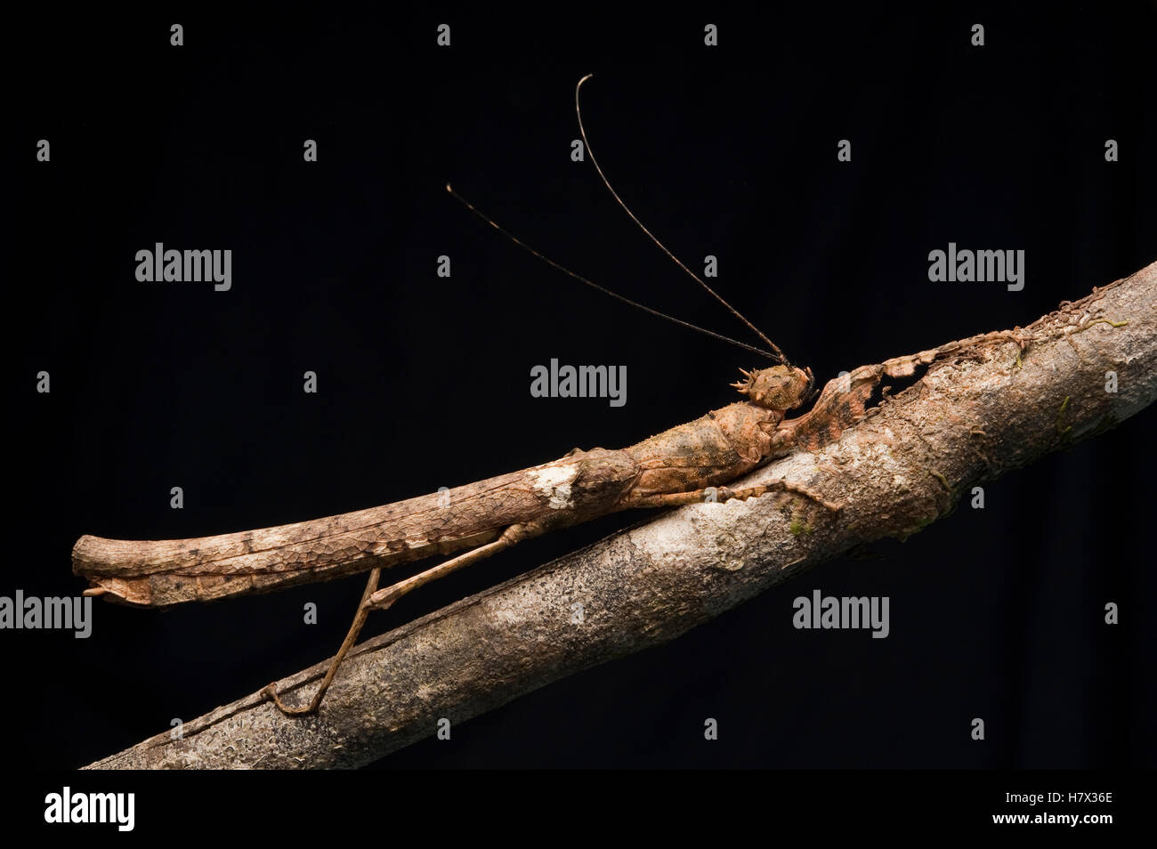 Stick Insect camouflaged on twig, Borneo, Malaysia Stock Photo - Alamy
