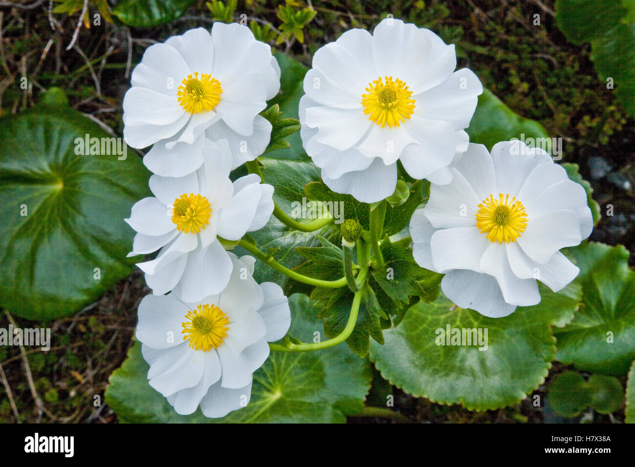 Great Mountain Buttercup (Ranunculus lyallii) flowering beside upper ...