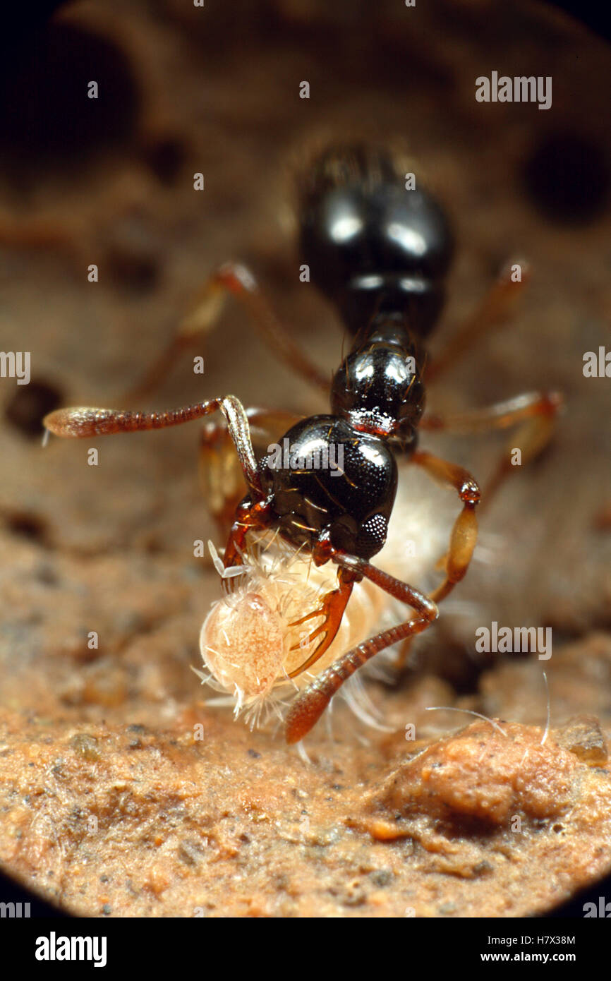 Ant (Thaumatomyrmex sp) worker using her long-toothed mandibles to hold ...