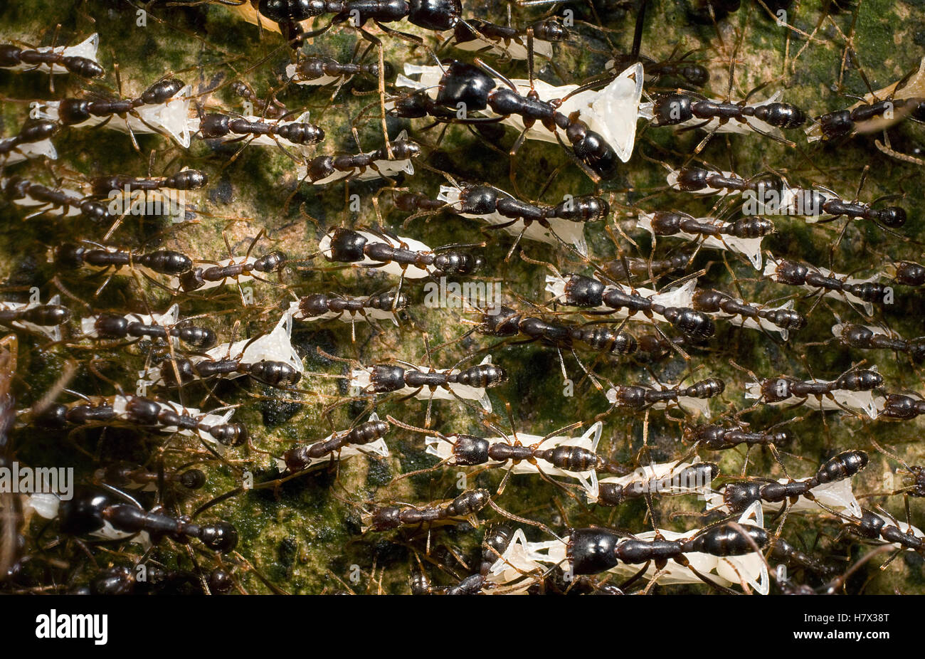 Driver Ant (Dorylus nigricans) workers transporting huge numbers of ...
