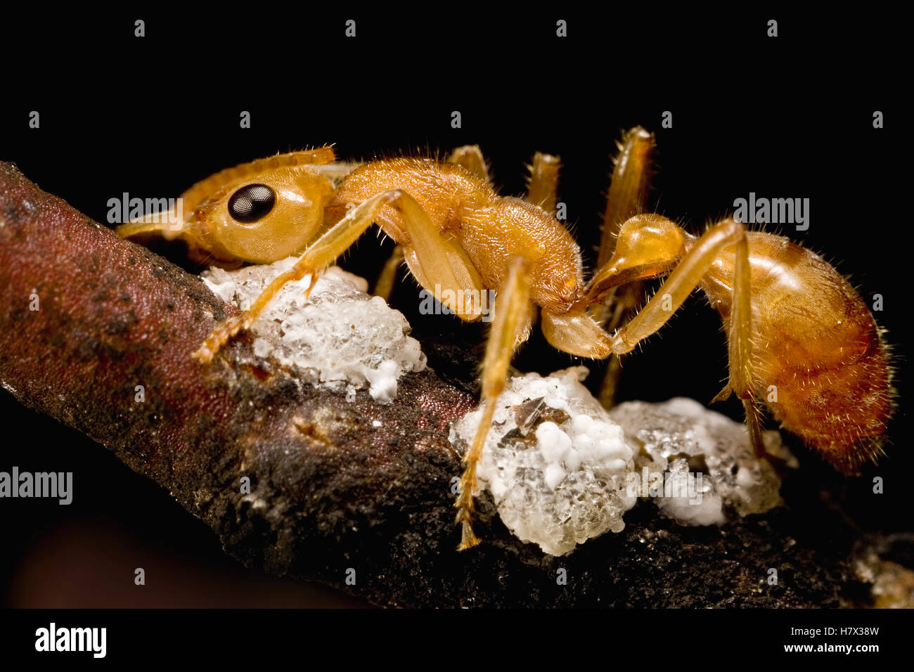 Dinosaur Ant (Nothomyrmecia macrops) worker guarding scale insects that ...