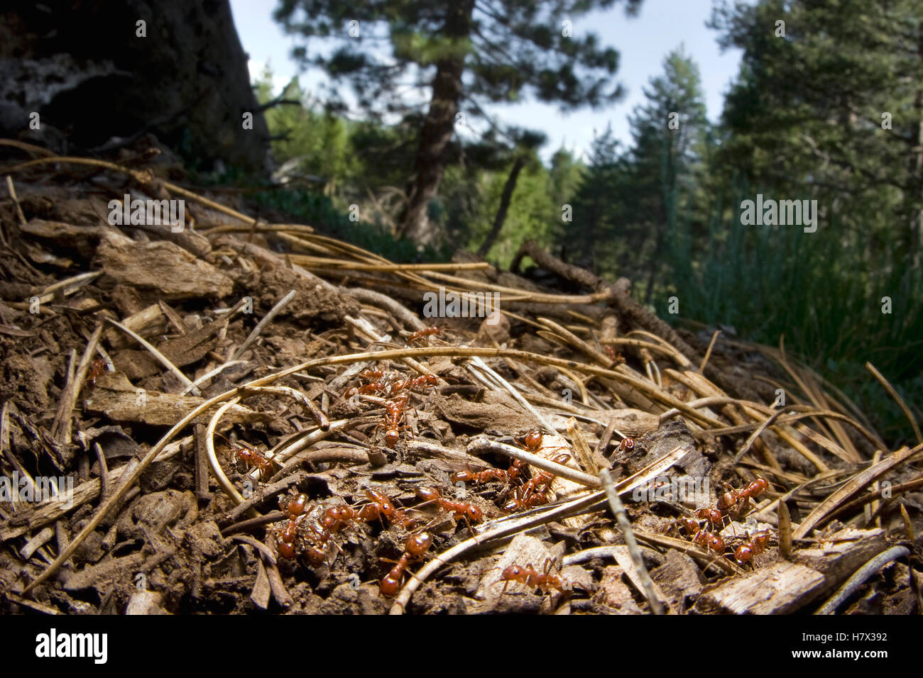 Amazon Ant (Polyergus sp) group at the advancing end of a slave raid ...