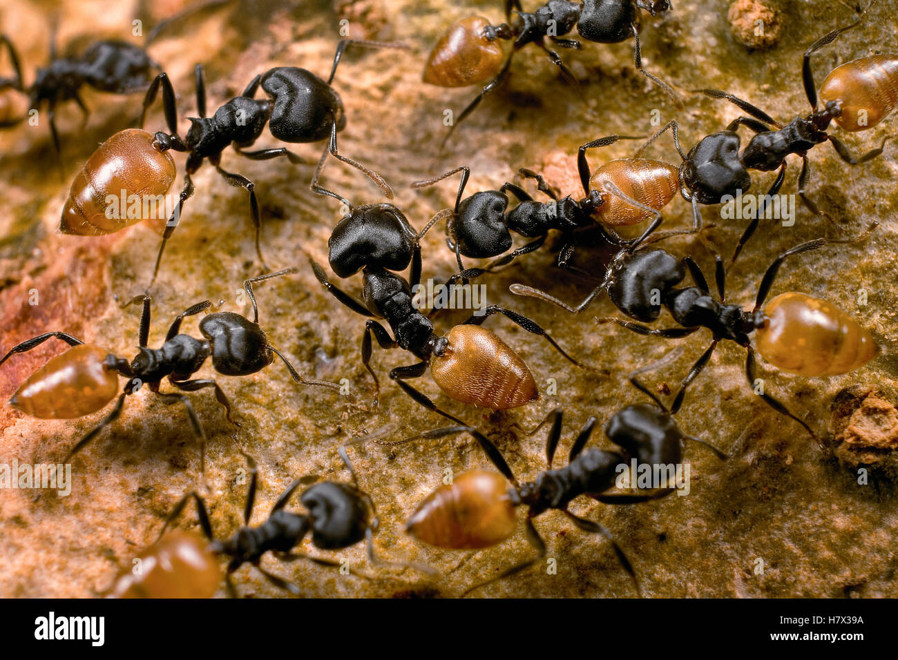 Ant (Crematogaster sp) group along the trail of a large nest, Ghana ...