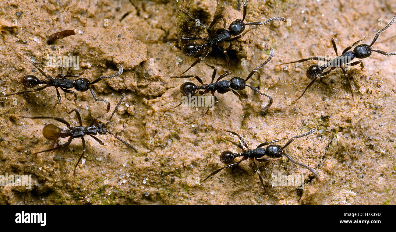 Rove Beetle (Staphylinidae) mimics Ant (Neivamyrmex sp) workers to beg ...
