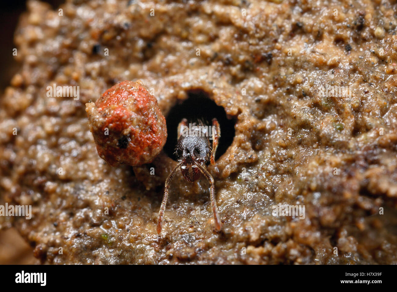 Door-maker Ant (Stenamma alas) at nest entrance with mud ball used as a ...
