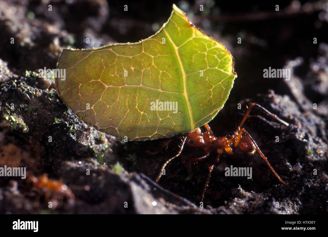 Leafcutter Ant (Trachymyrmex sp) in tropical rainforest carrying leaf ...