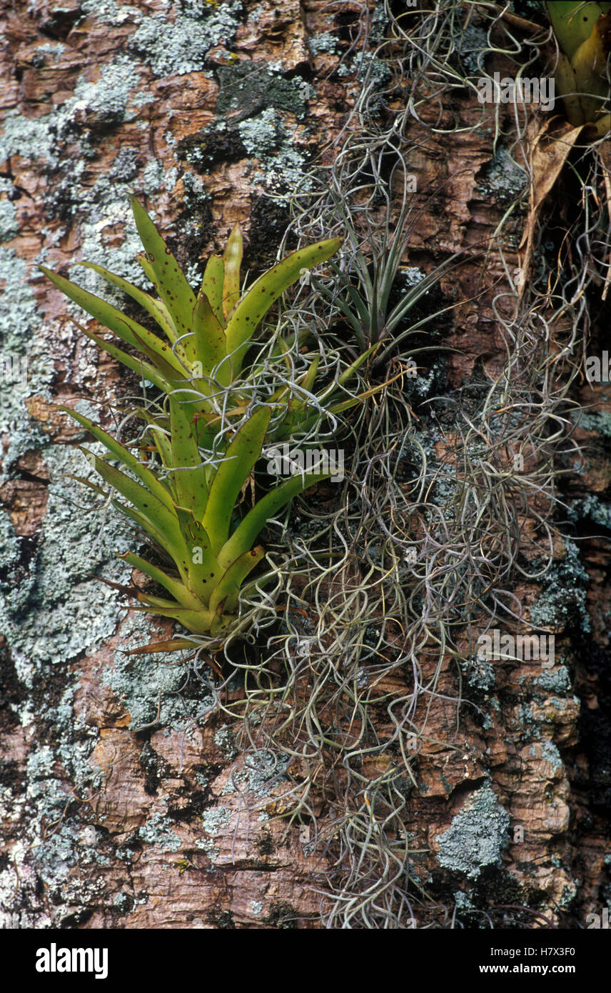 Bromeliad on a tree trunk with moss, Sierra Nevada National Park ...