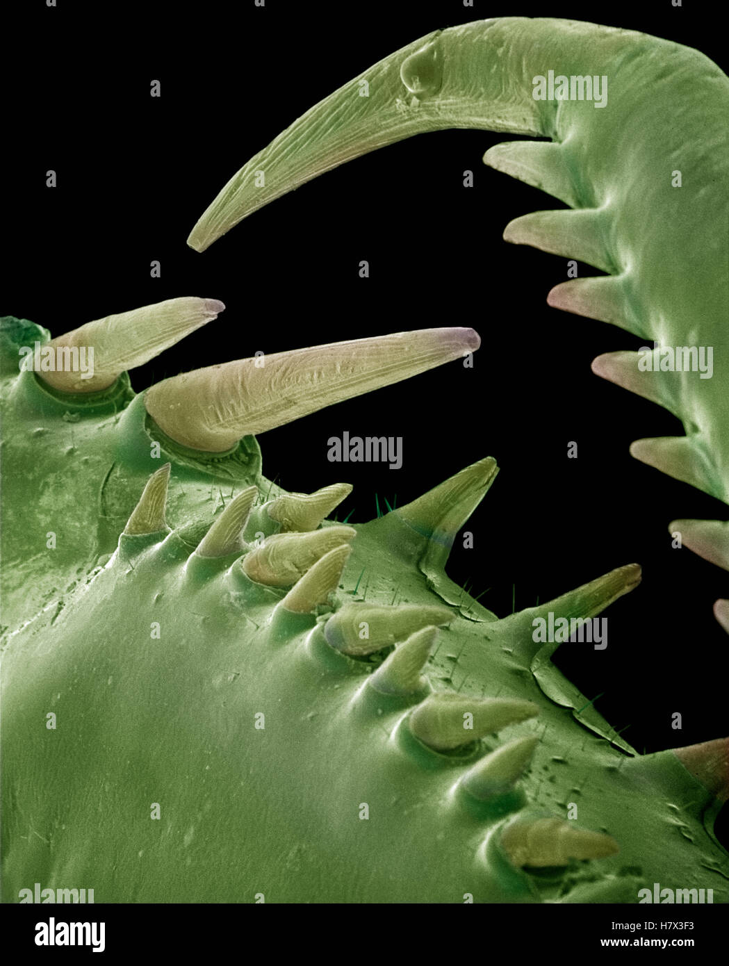 Mediterranean Mantis (Iris oratoria) detail of spines on front legs at ...