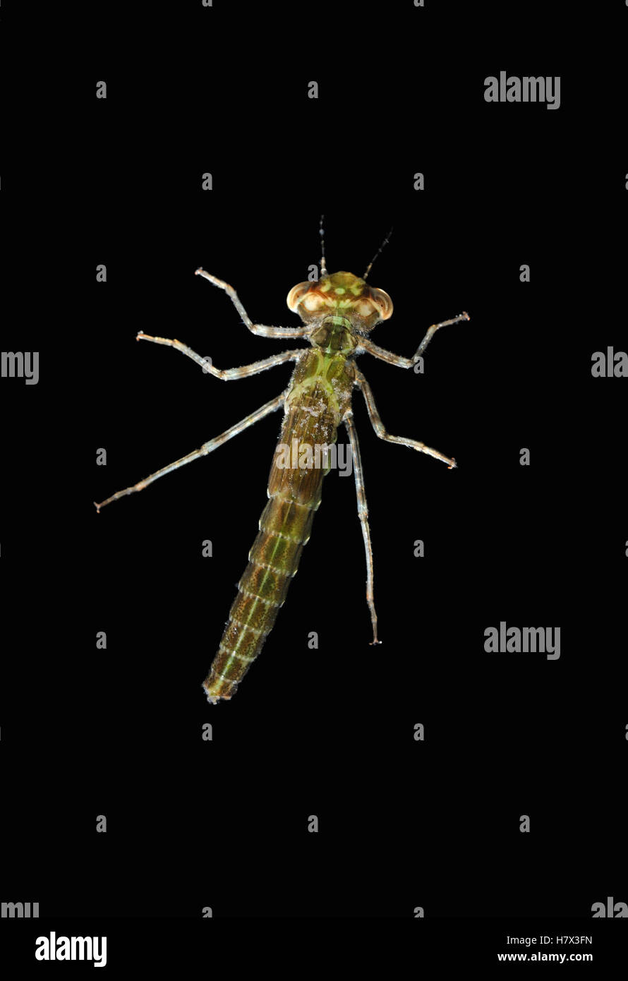 Dragonfly larva, Spain Stock Photo - Alamy