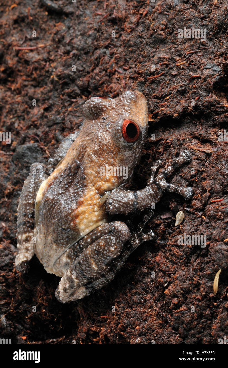 Bird Dropping Frog (Theloderma asperum) with color that mimics parrot ...