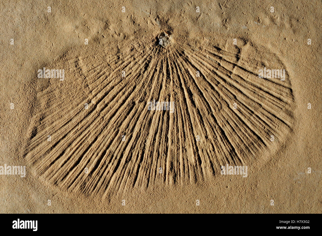 Mollusc shell fossil, Tarragona, Spain Stock Photo - Alamy