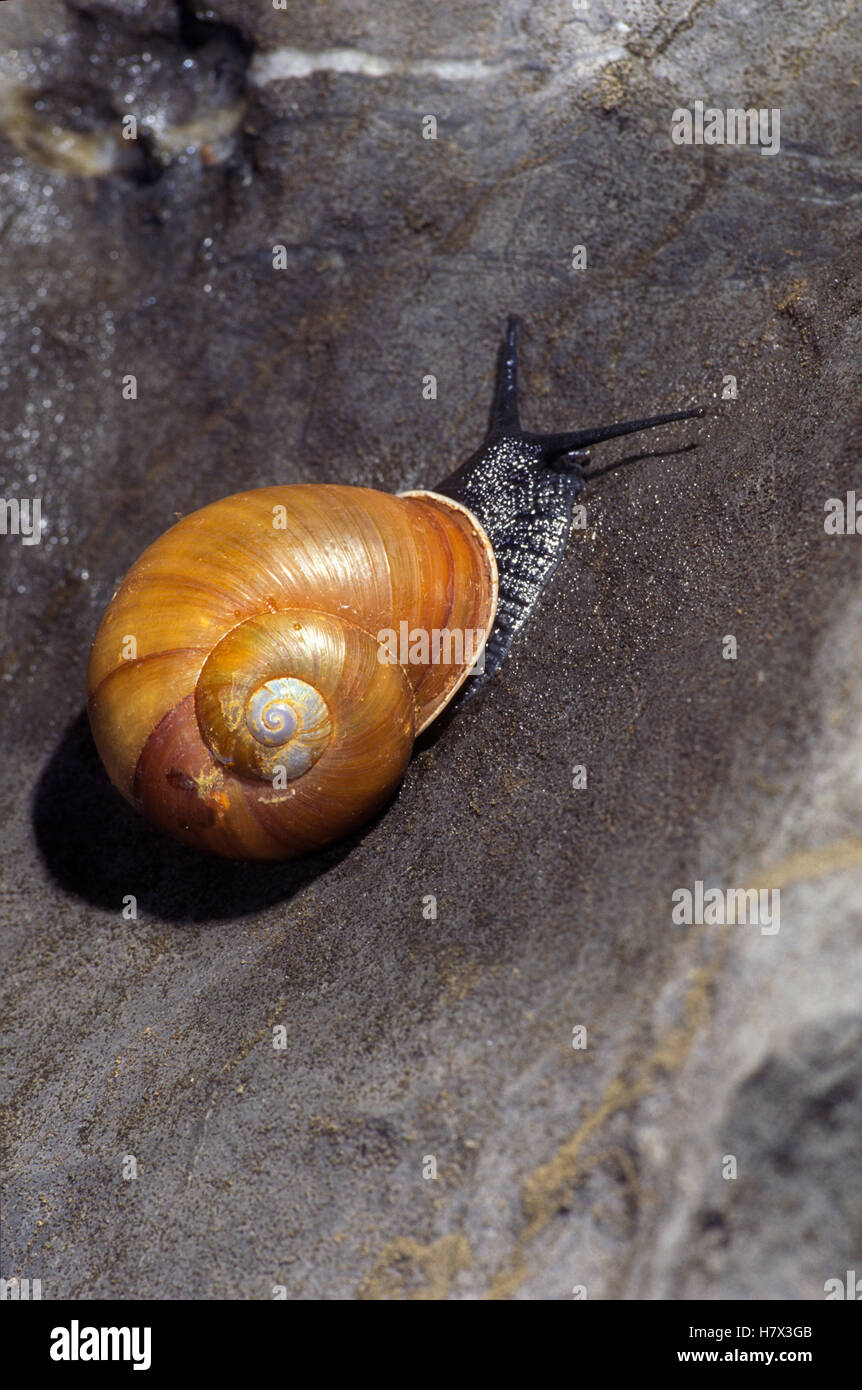 Cuba Garden Zachrysia (Zachrysia provisoria) snail, native to Cuba ...