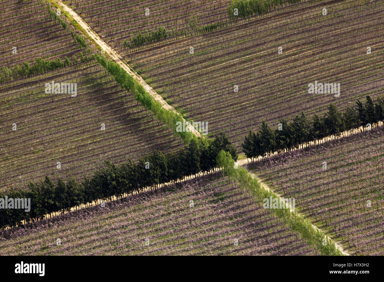 Orchards and windbreak trees, Overberg, South Africa Stock Photo - Alamy