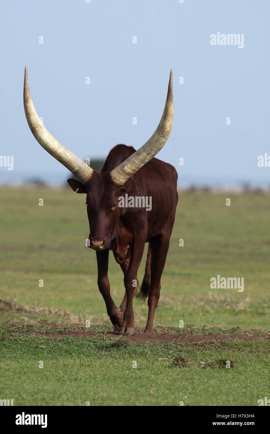 Domestic Cattle (Bos taurus), Ankole breed, Ol Pejeta Conservancy ...