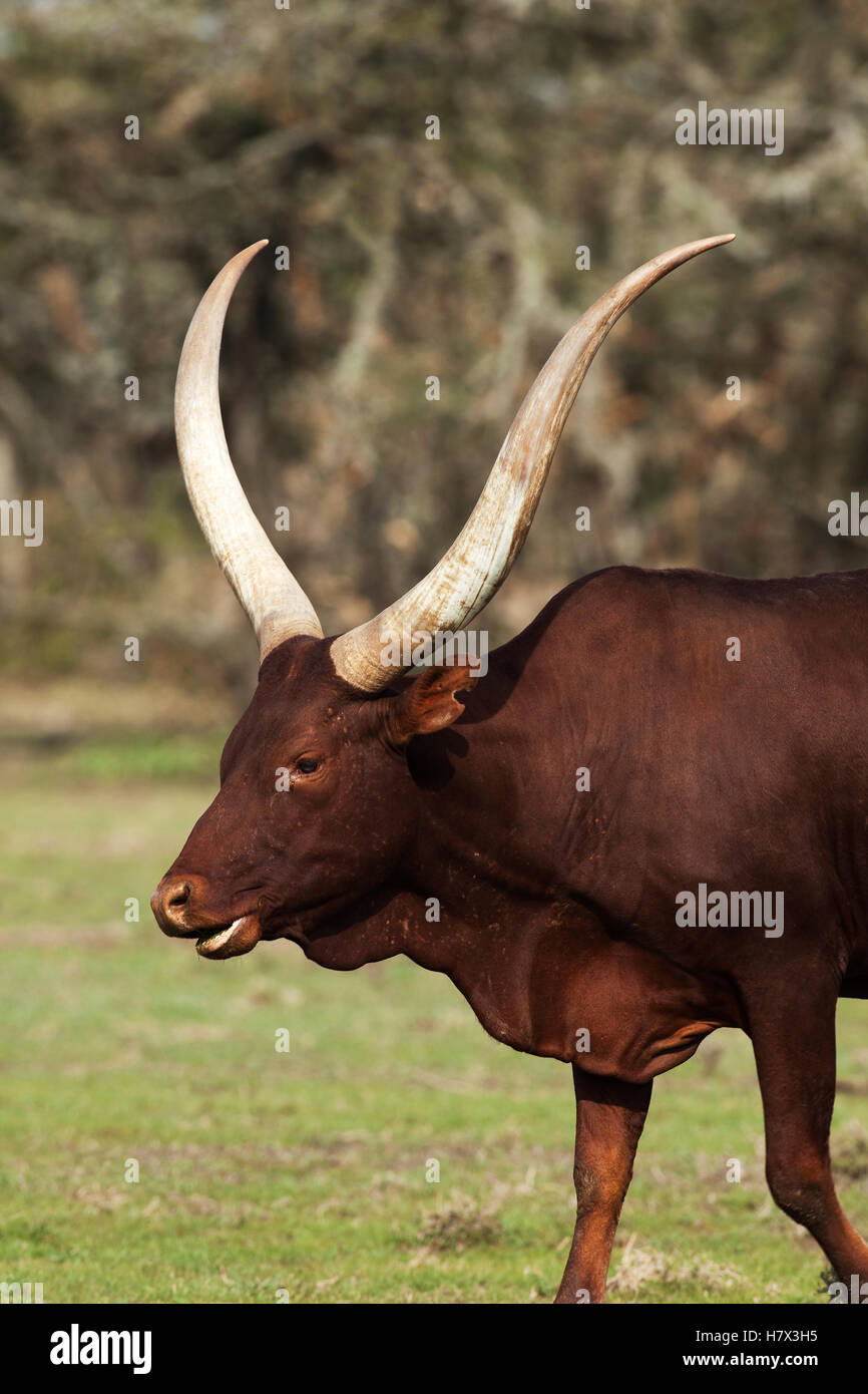 Domestic Cattle (Bos taurus), Ankole breed, Ol Pejeta Conservancy ...