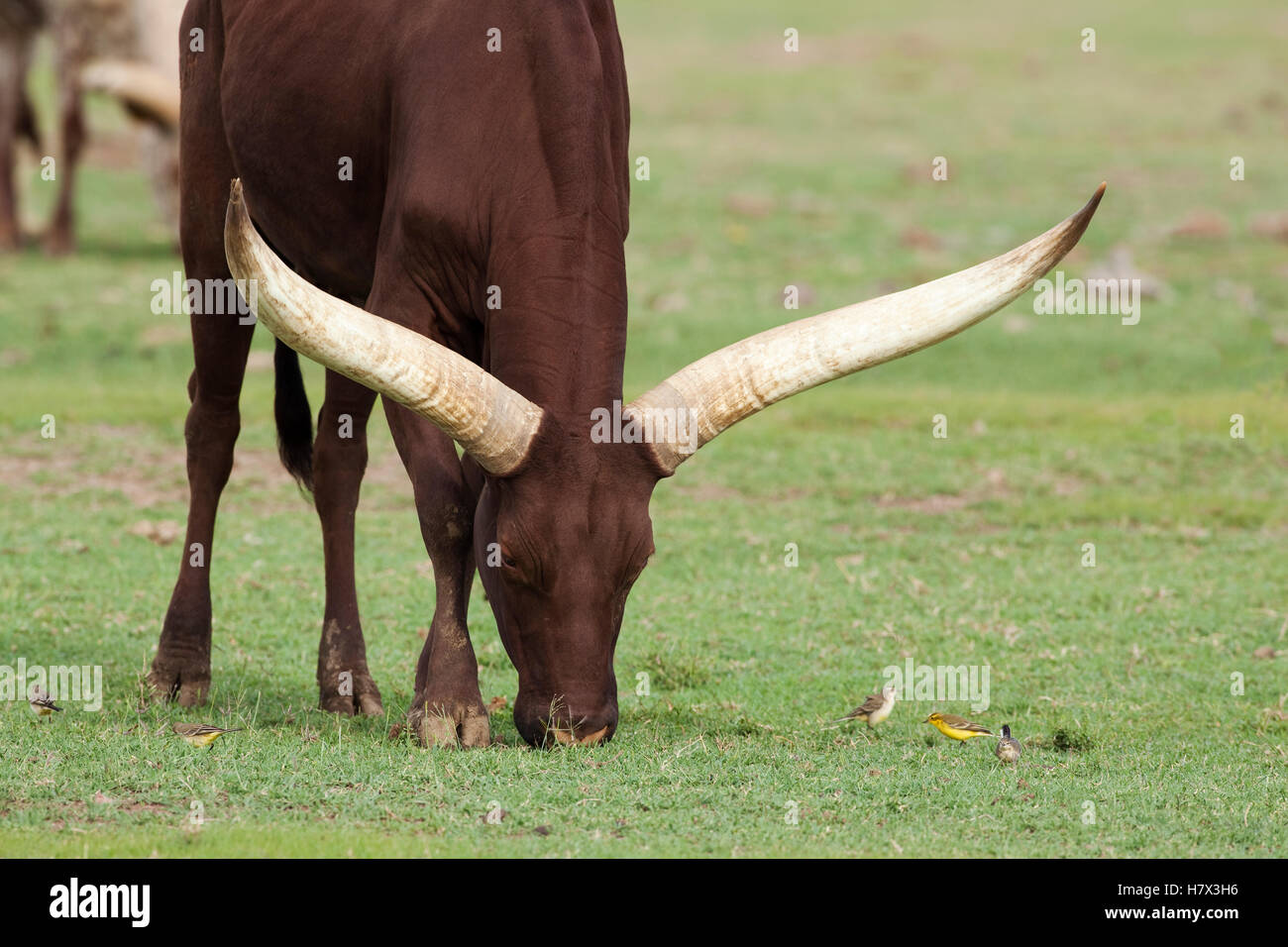 Domestic Cattle (Bos taurus) grazing, Ankole breed, Ol Pejeta ...