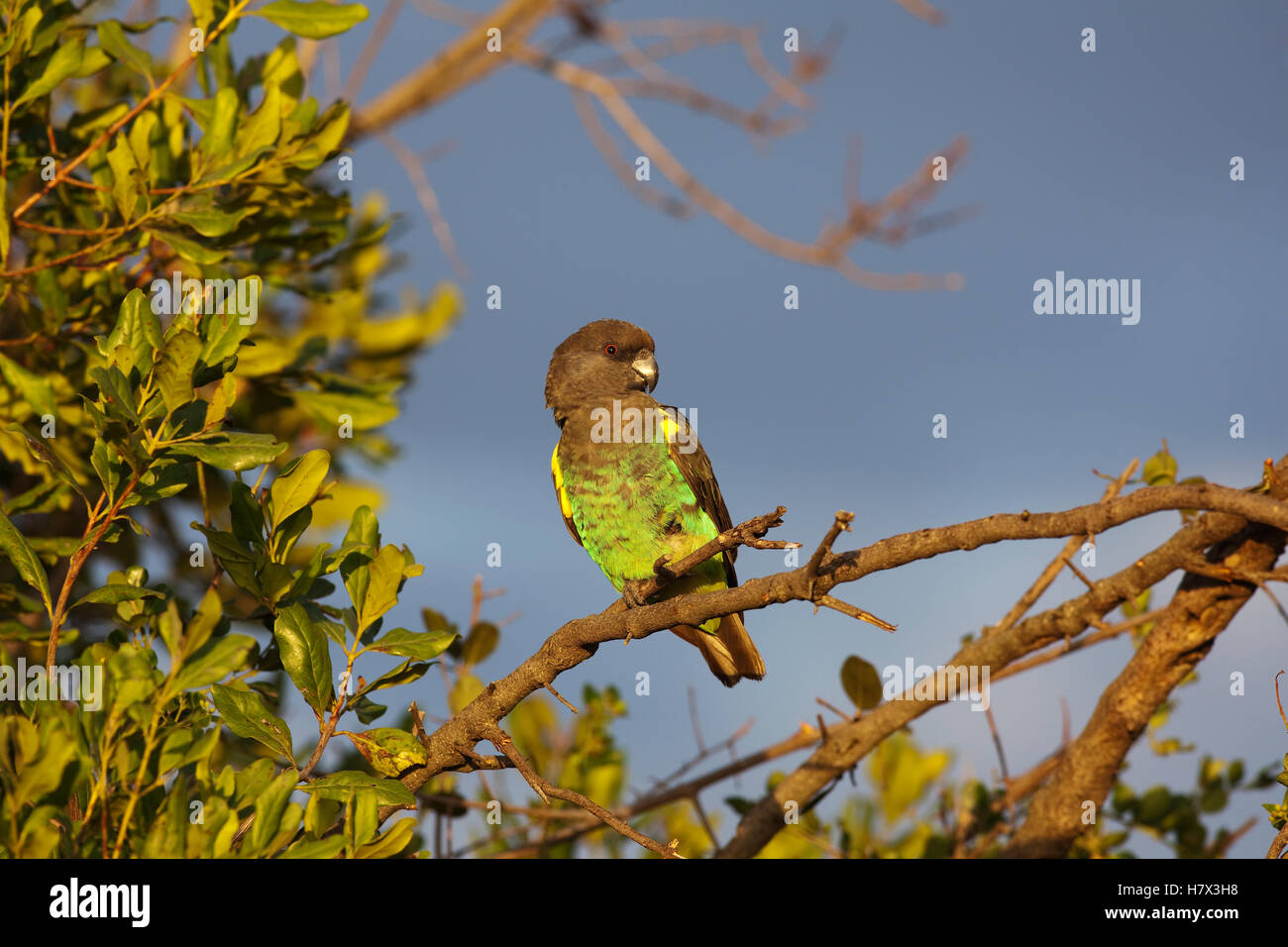 Meyer's Parrot (Poicephalus meyeri), Ol Pejeta Conservancy, Kenya Stock ...