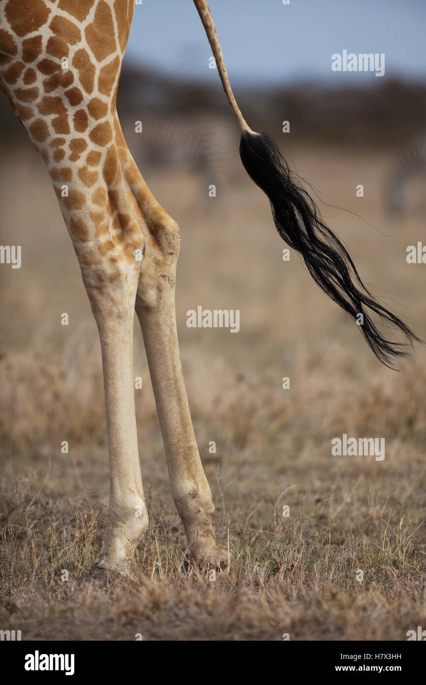 Reticulated Giraffe (Giraffa camelopardalis reticulata) tail and legs ...