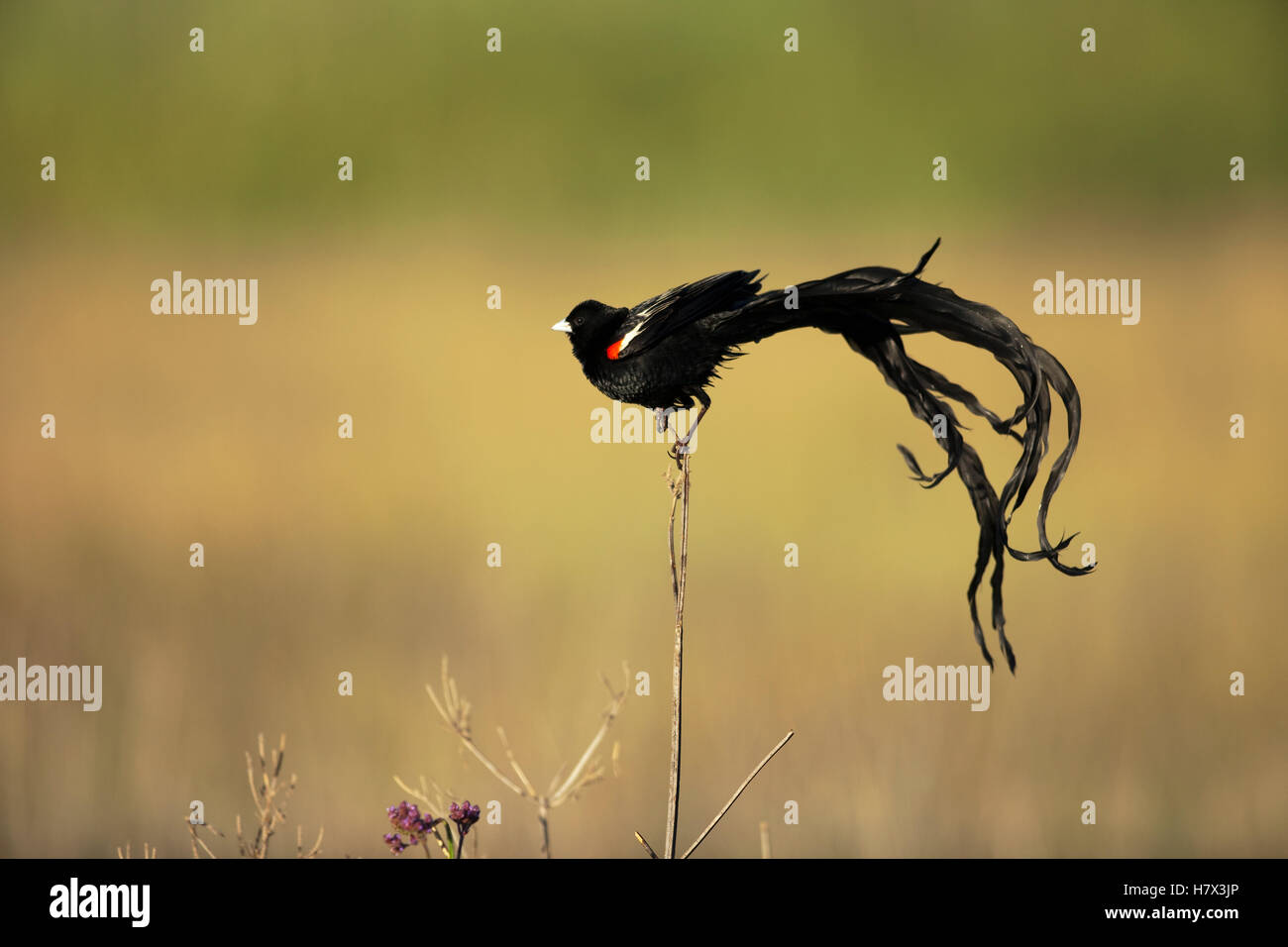 Long-tailed Widow (Euplectes progne) male in breeding plumage ...