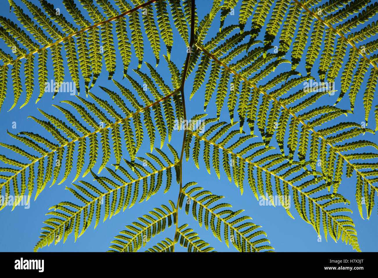 Tree Fern (Cyatheaceae) frond showing underside, Gauteng, South Africa ...