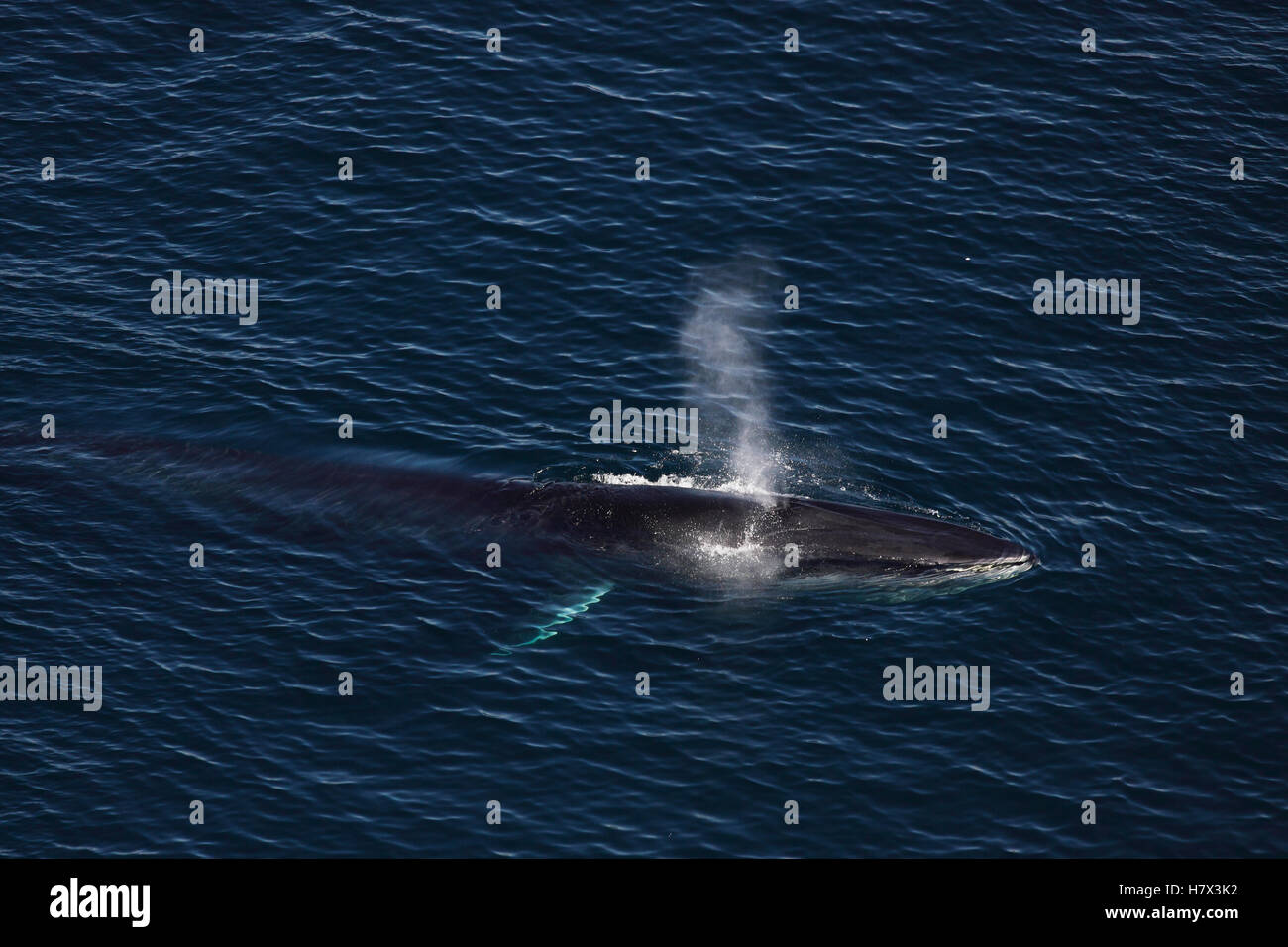 Fin Whale (Balaenoptera physalus) gulp feeding and spouting, California ...