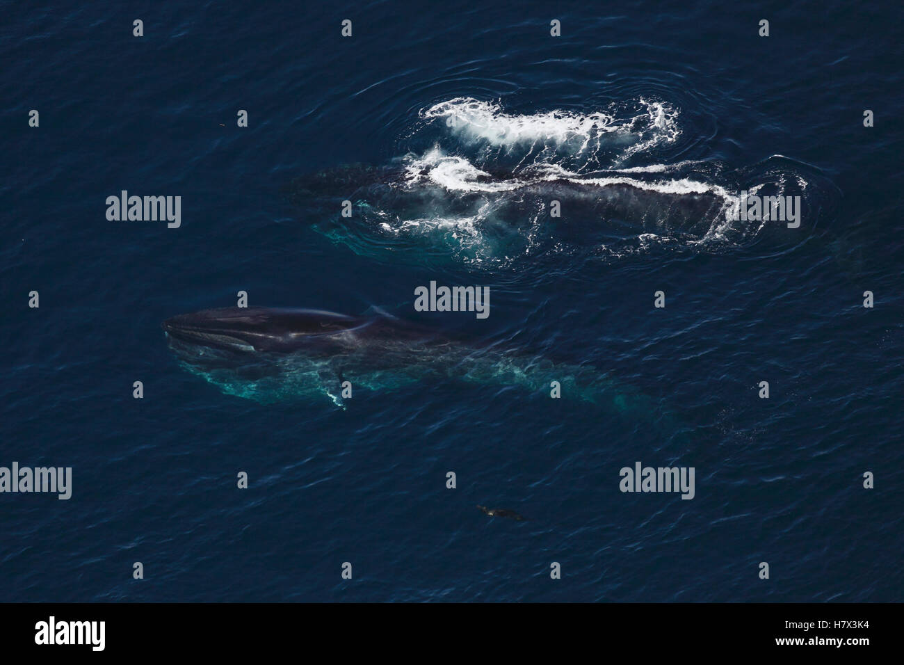 Fin Whale (Balaenoptera physalus) pair gulp feeding, California Stock ...