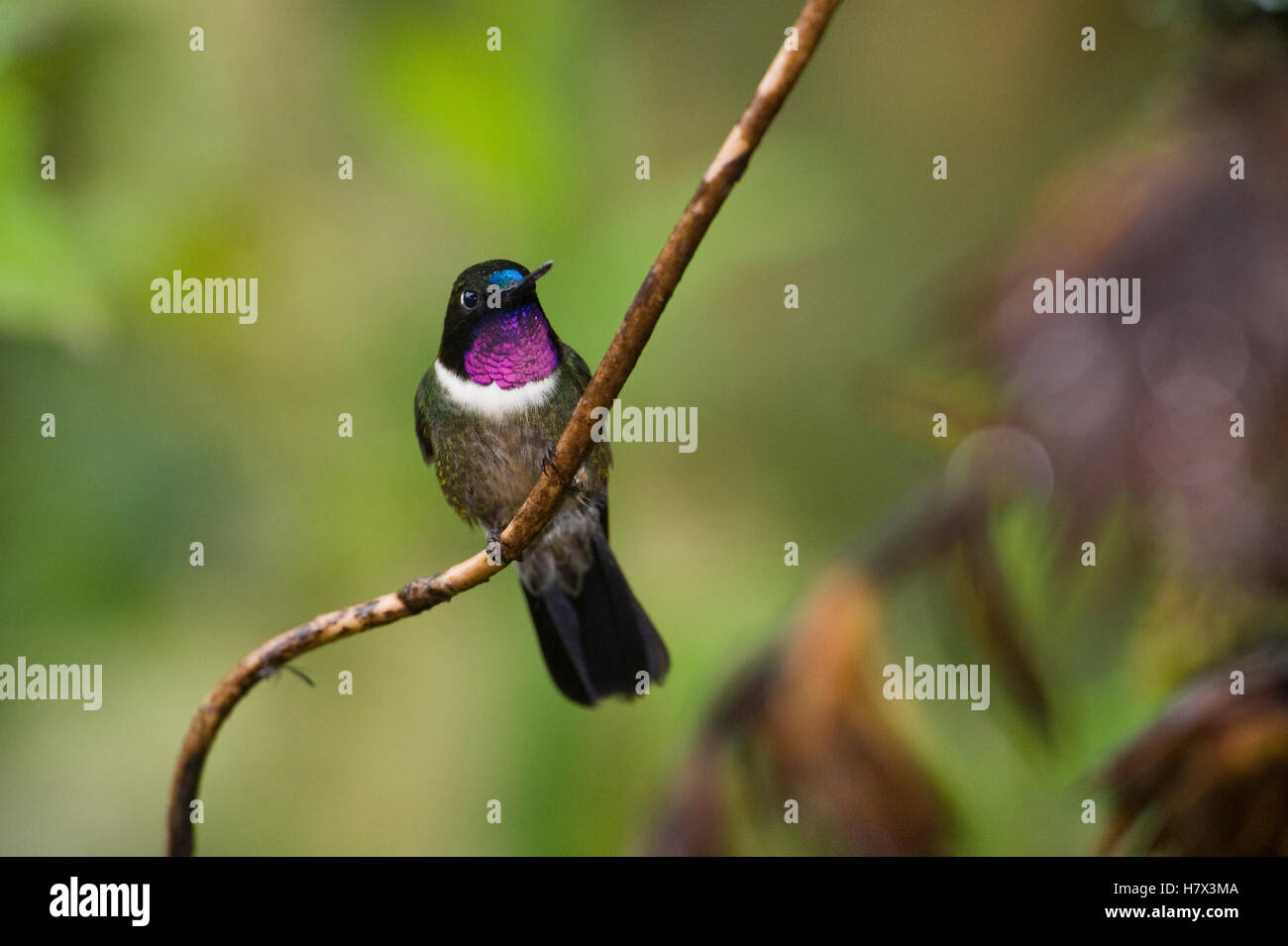 Amethyst-throated Sunangel (Heliangelus amethysticollis) hummingbird in ...