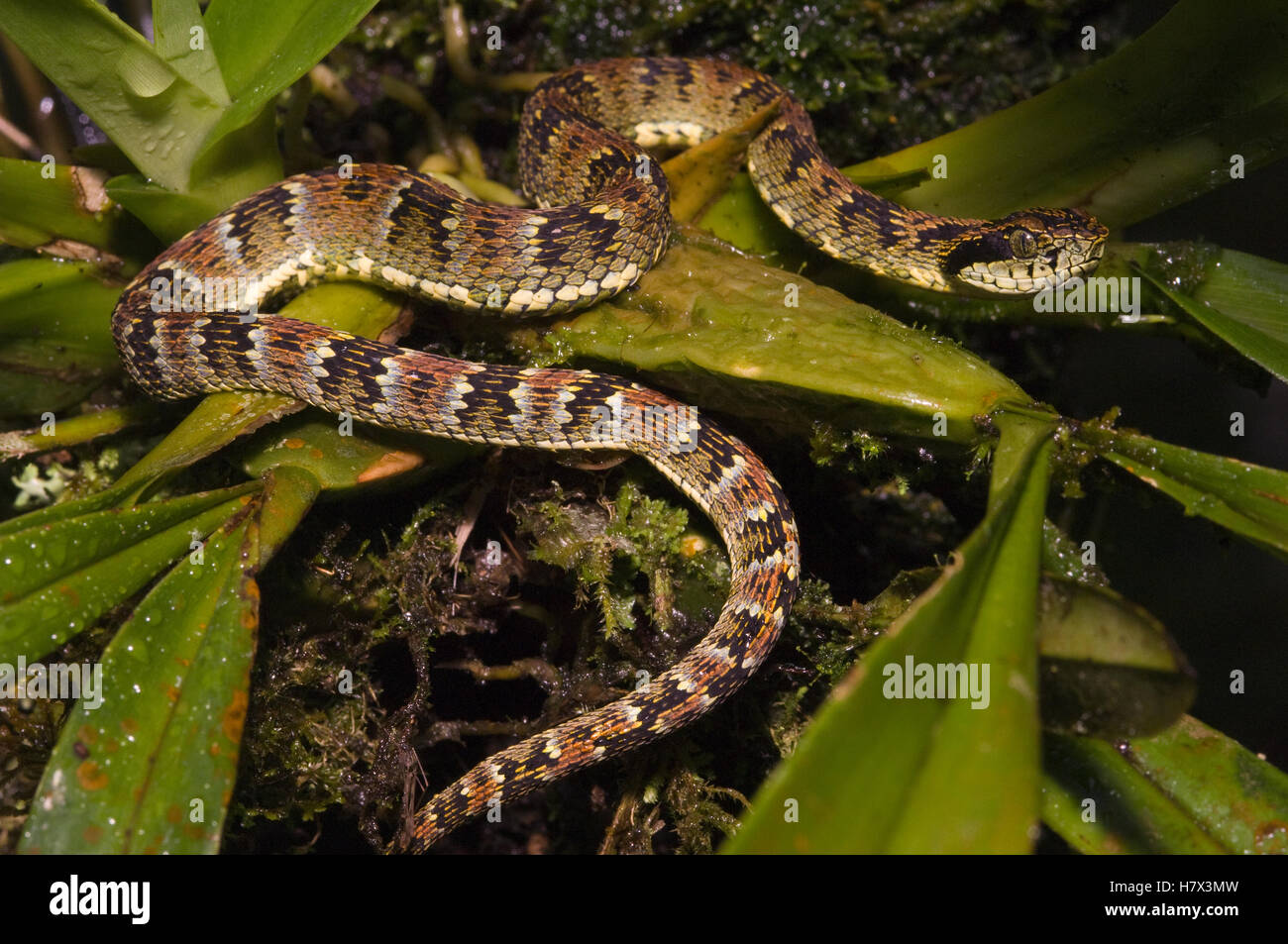 Andean Forest Pitviper (Bothriopsis pulchra), Tapichalaca Reserve ...