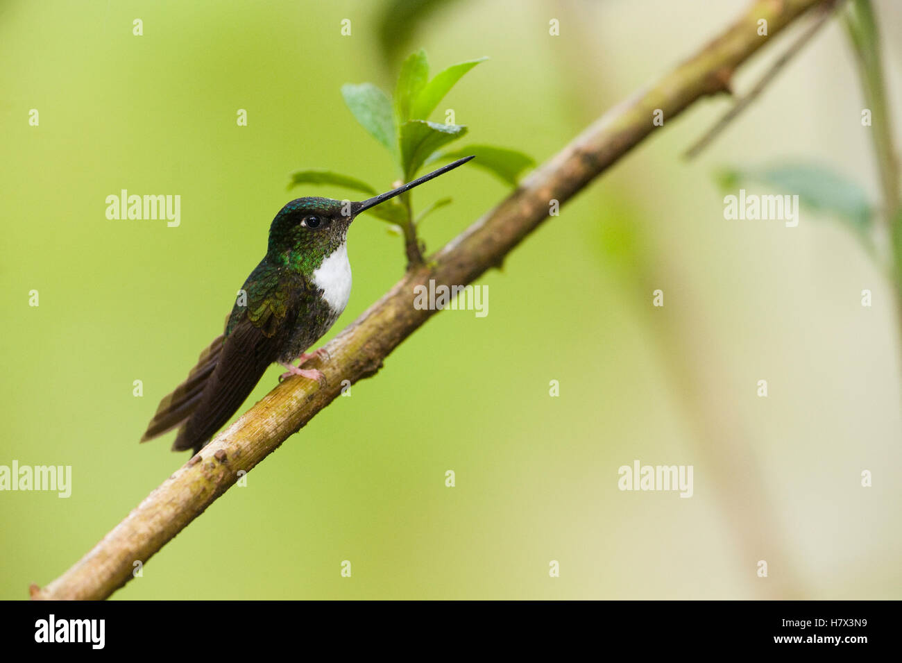 Collared Inca (Coeligena torquata) hummingbird, Zamora-Chinchipe ...