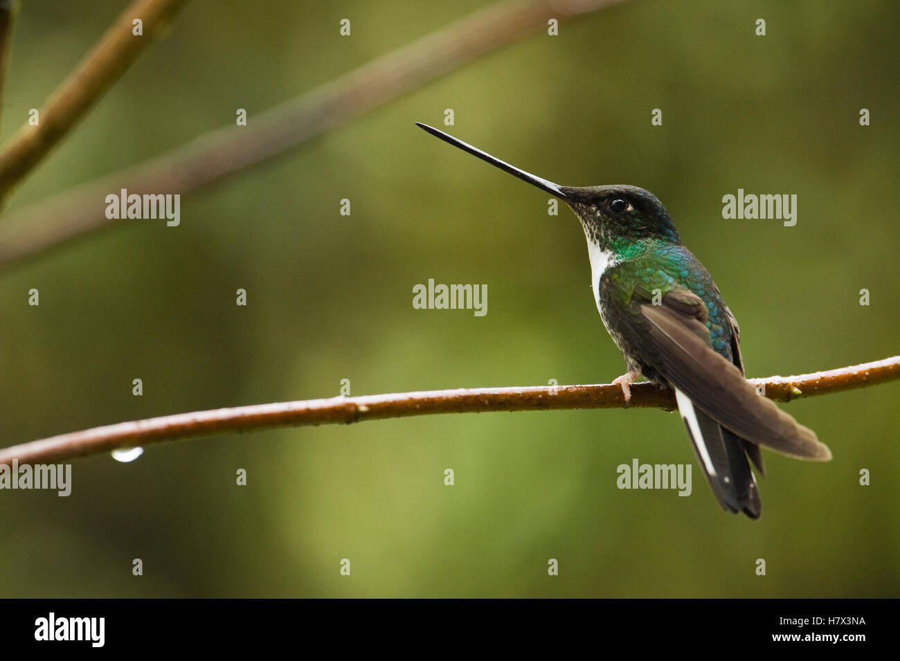 Collared Inca (Coeligena torquata) hummingbird, Zamora-Chinchipe ...