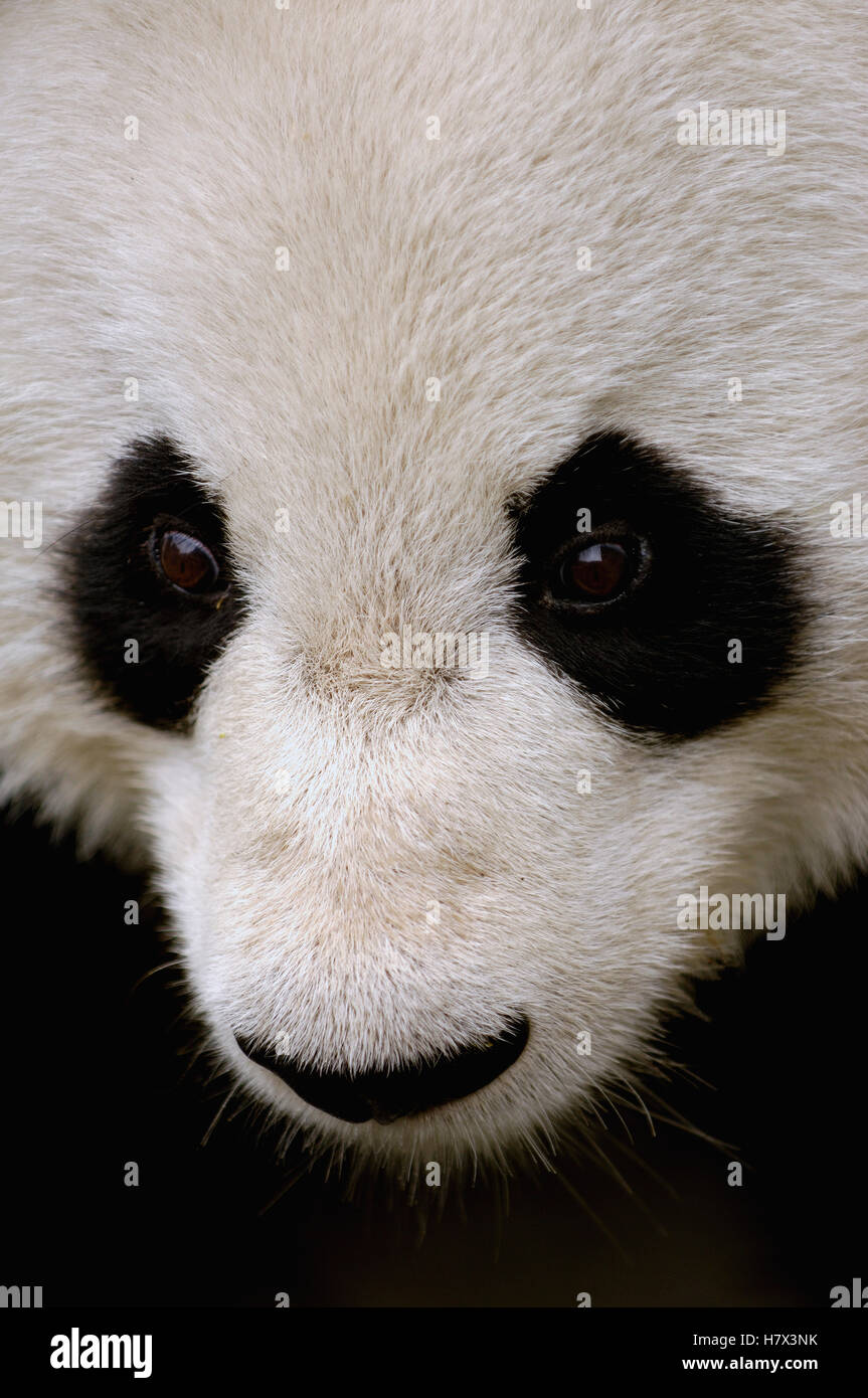 Giant Panda (Ailuropoda melanoleuca) portrait, China Conservation and ...