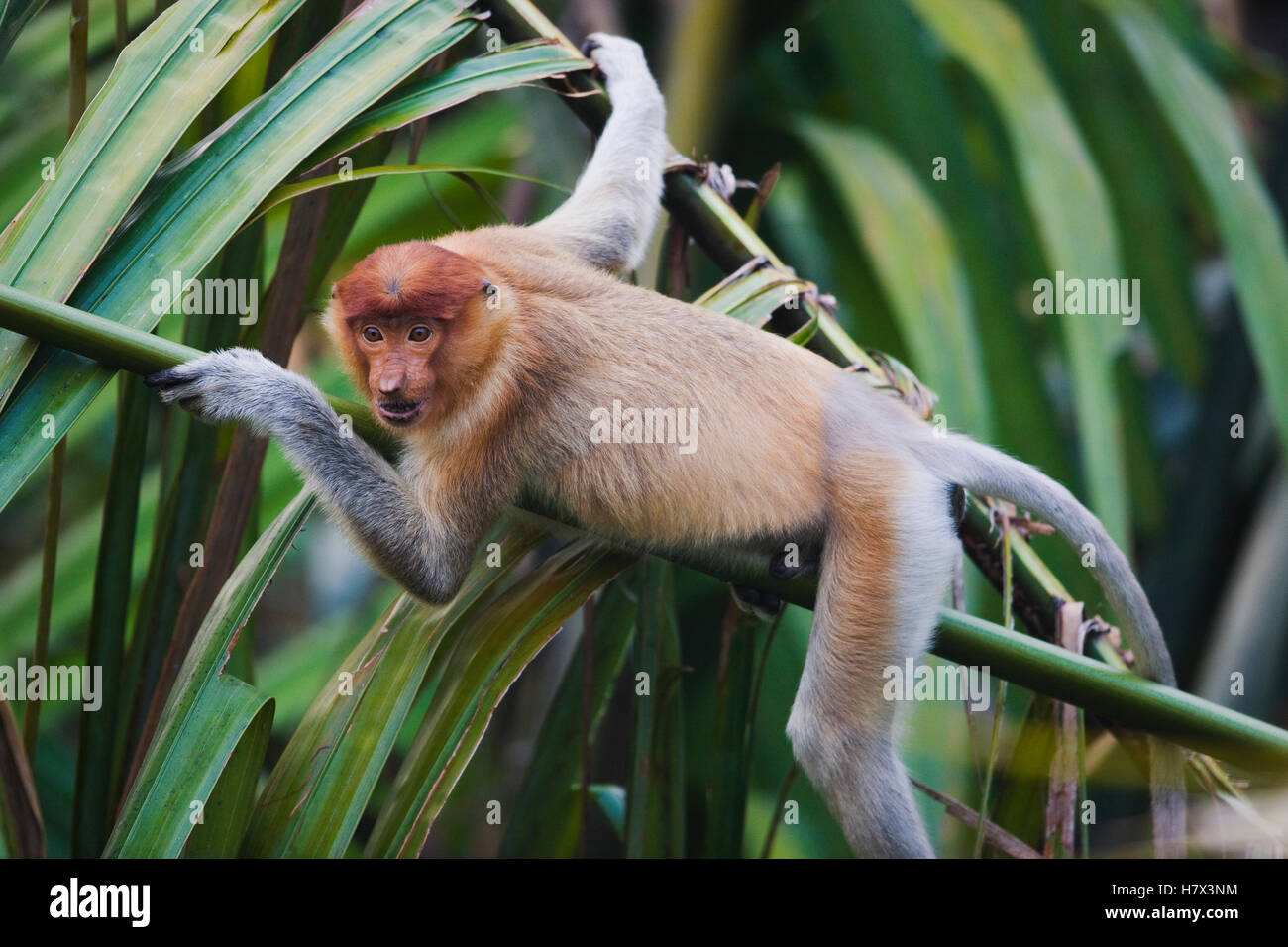 Proboscis Monkey (Nasalis larvatus) adolescent male, Tanjung Puting ...