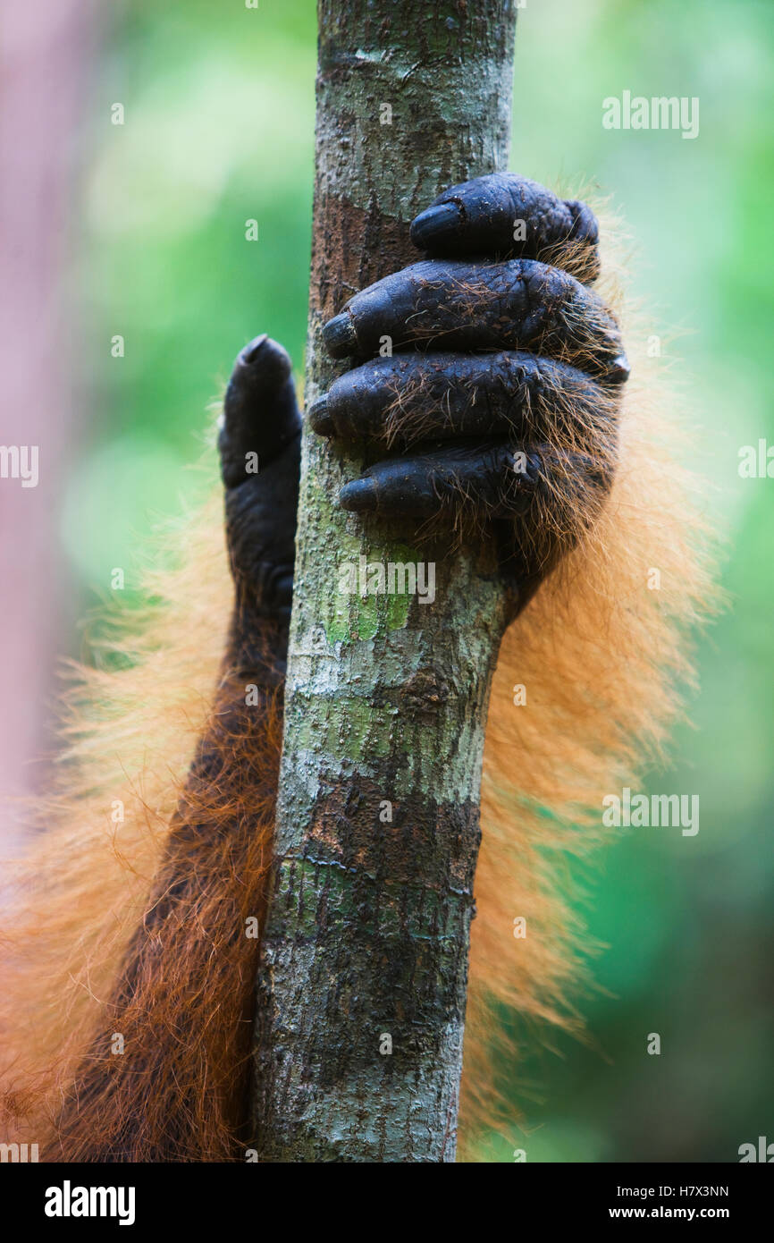 Orangutan (Pongo pygmaeus) hand holding onto branch, Tanjung Puting ...