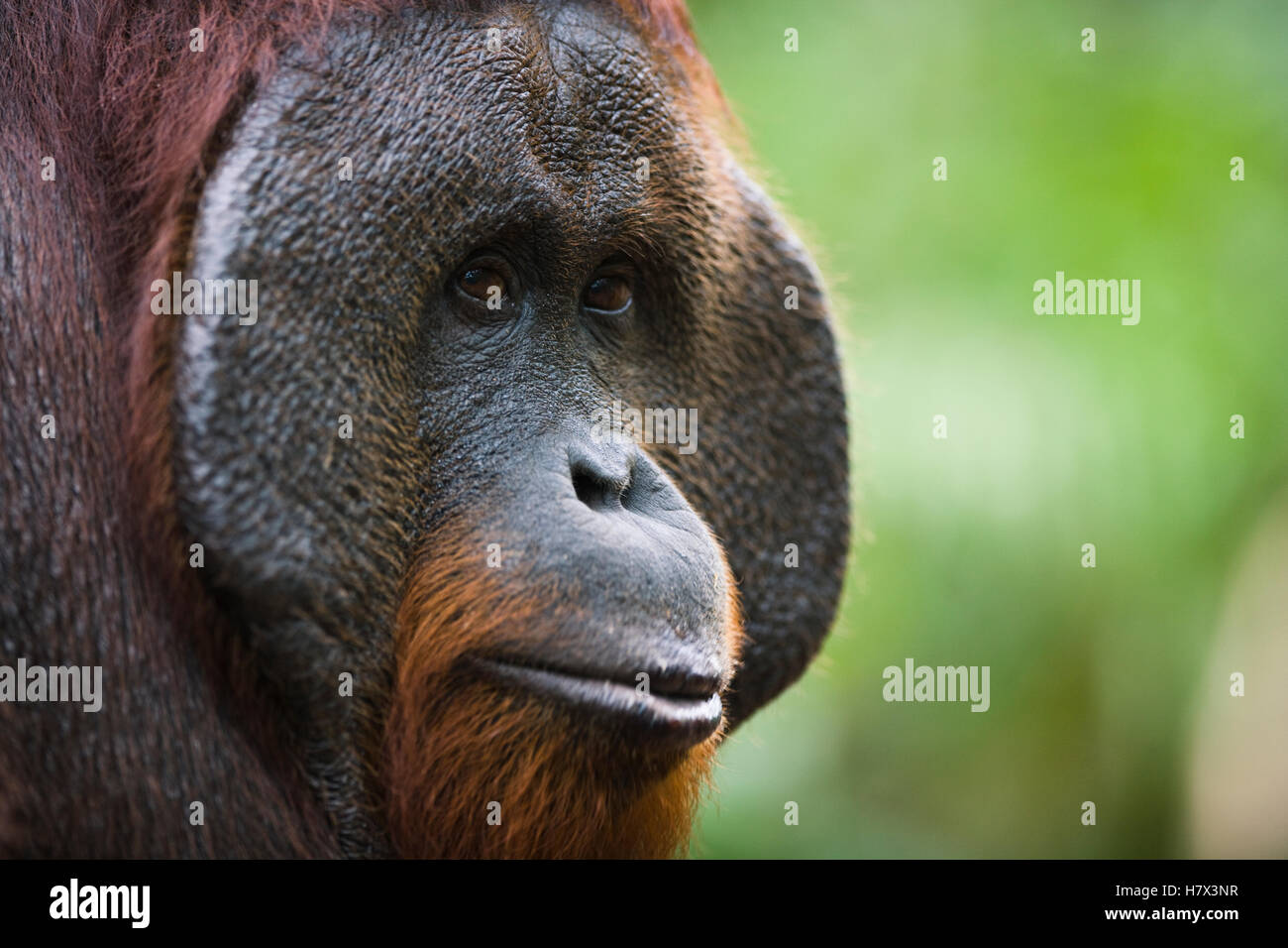 Orangutan (Pongo pygmaeus) dominant male showing large cheek pads ...