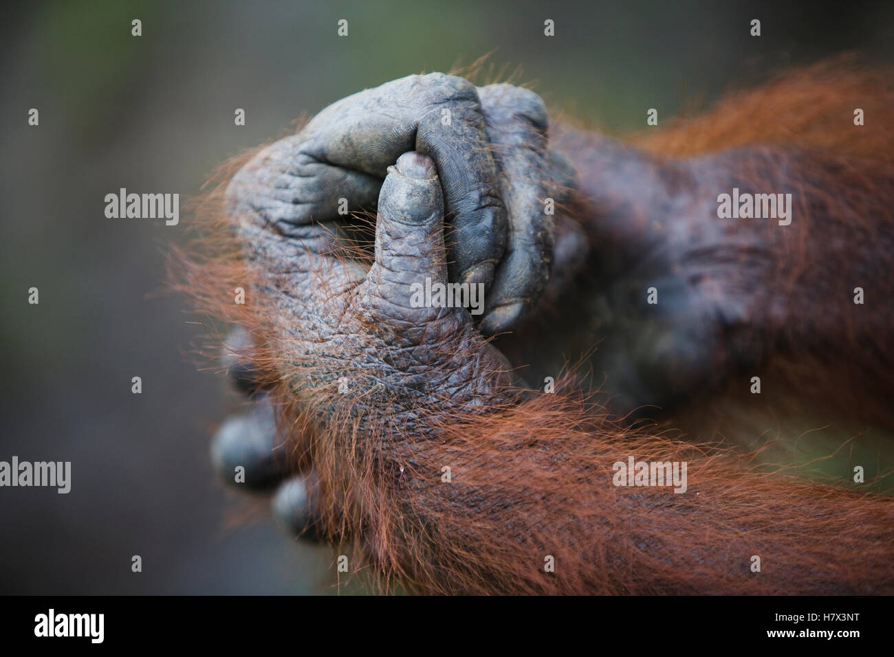 Orangutan (Pongo pygmaeus) female's hands, Tanjung Puting National Park ...