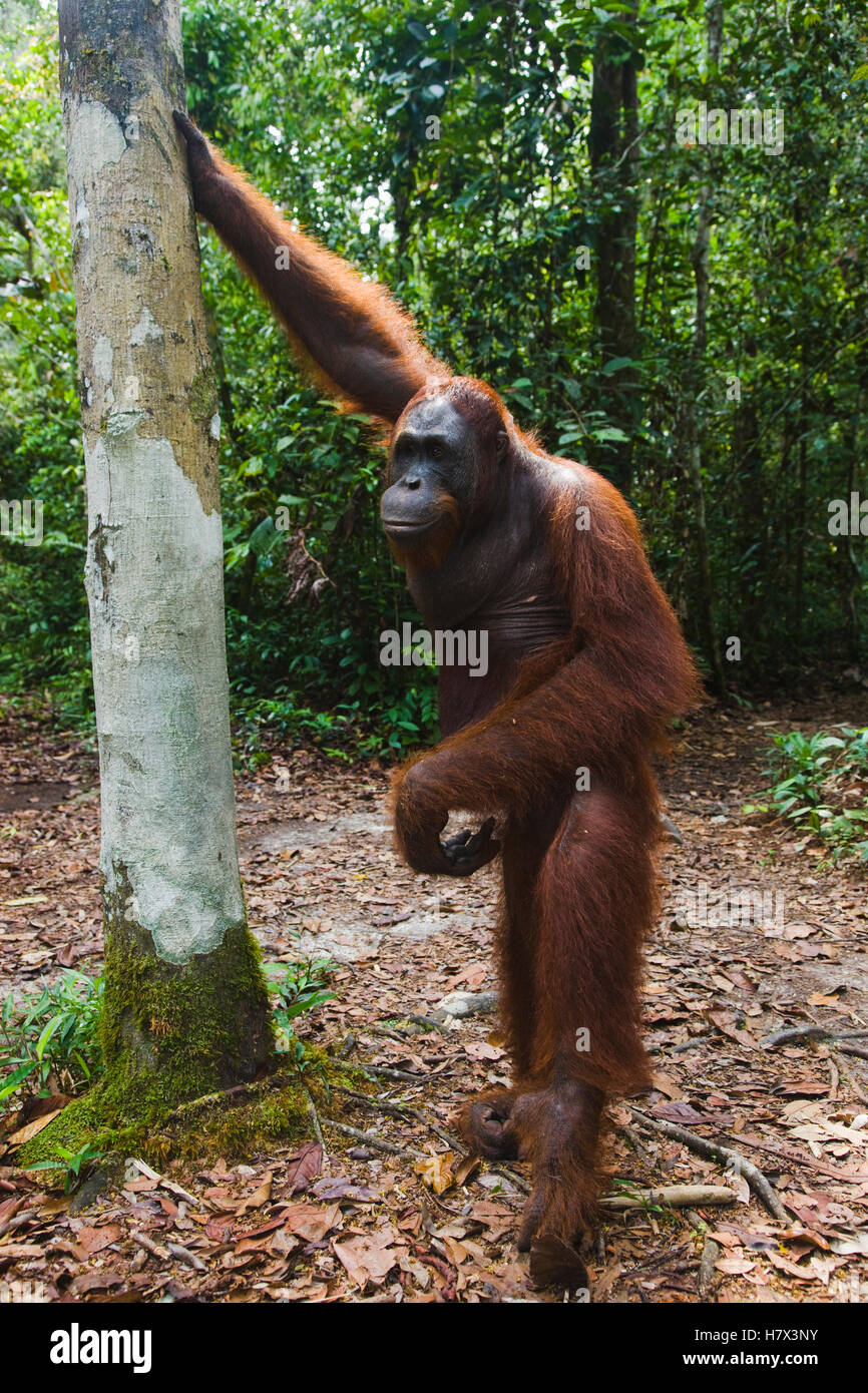 Orangutan (Pongo pygmaeus) male standing upright next to tree, Tanjung ...