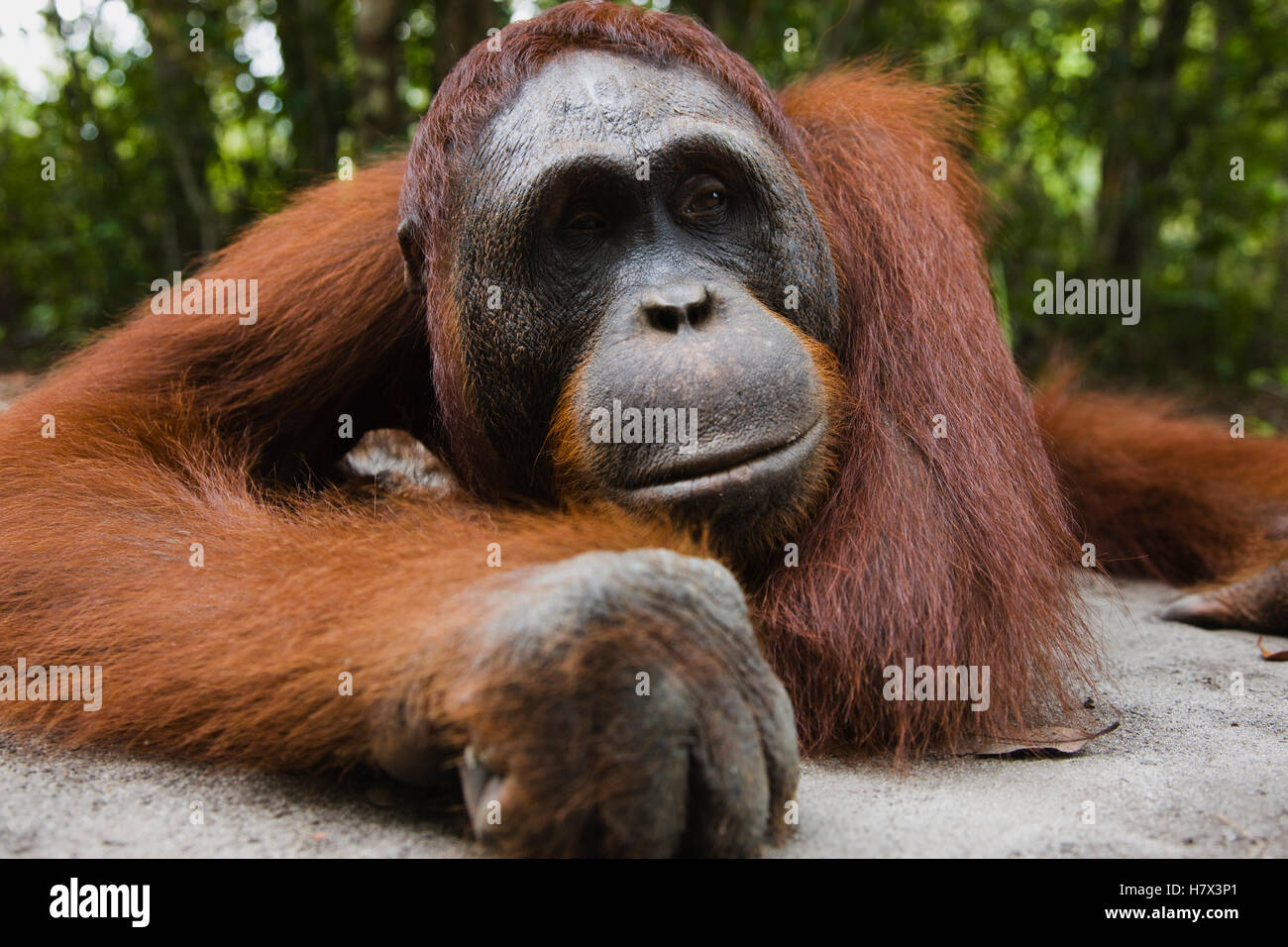 Orangutan (Pongo pygmaeus) male lying on ground, Tanjung Puting ...