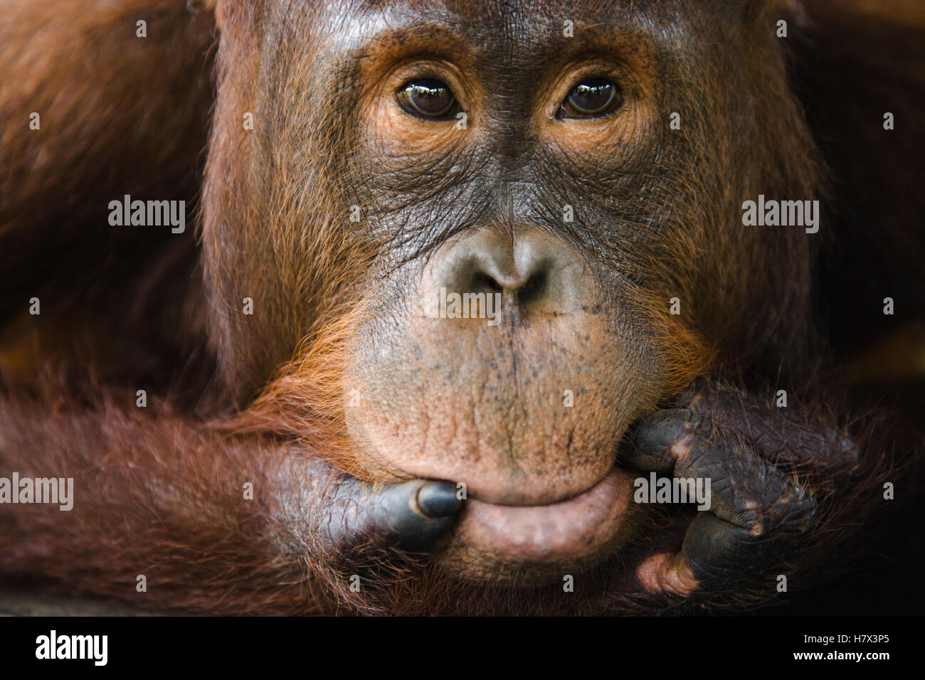 Orangutan (Pongo pygmaeus) young male resting head on hand, Tanjung ...