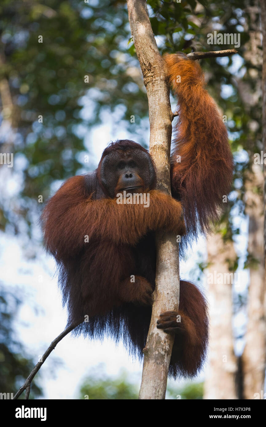 Orangutan (Pongo pygmaeus) dominant male climbing in tree, Tanjung ...