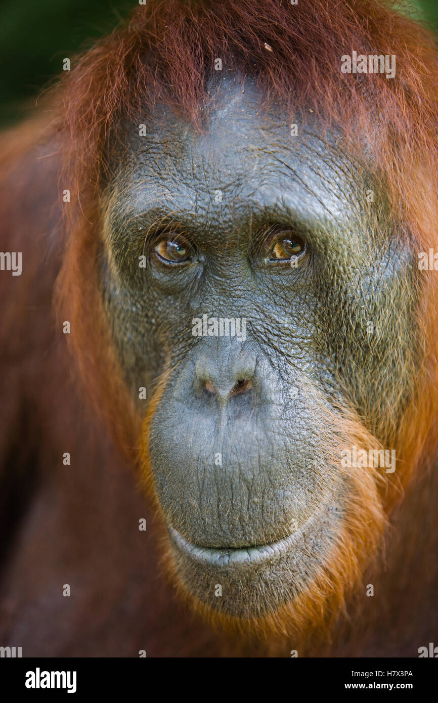 Orangutan (Pongo pygmaeus) female, Tanjung Puting National Park ...