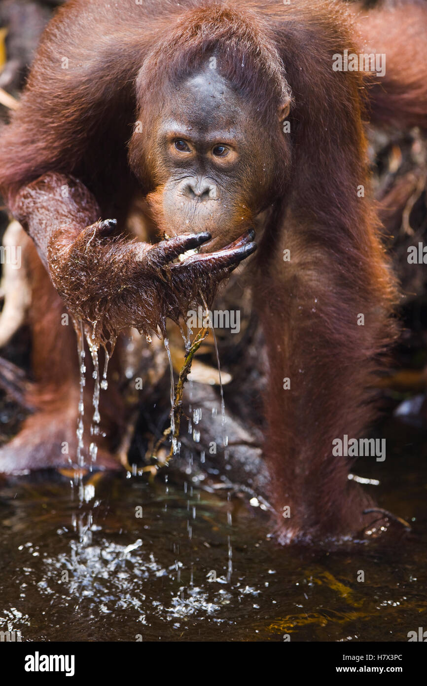 Orangutan (Pongo pygmaeus) male drinking river water, Tanjung Puting ...