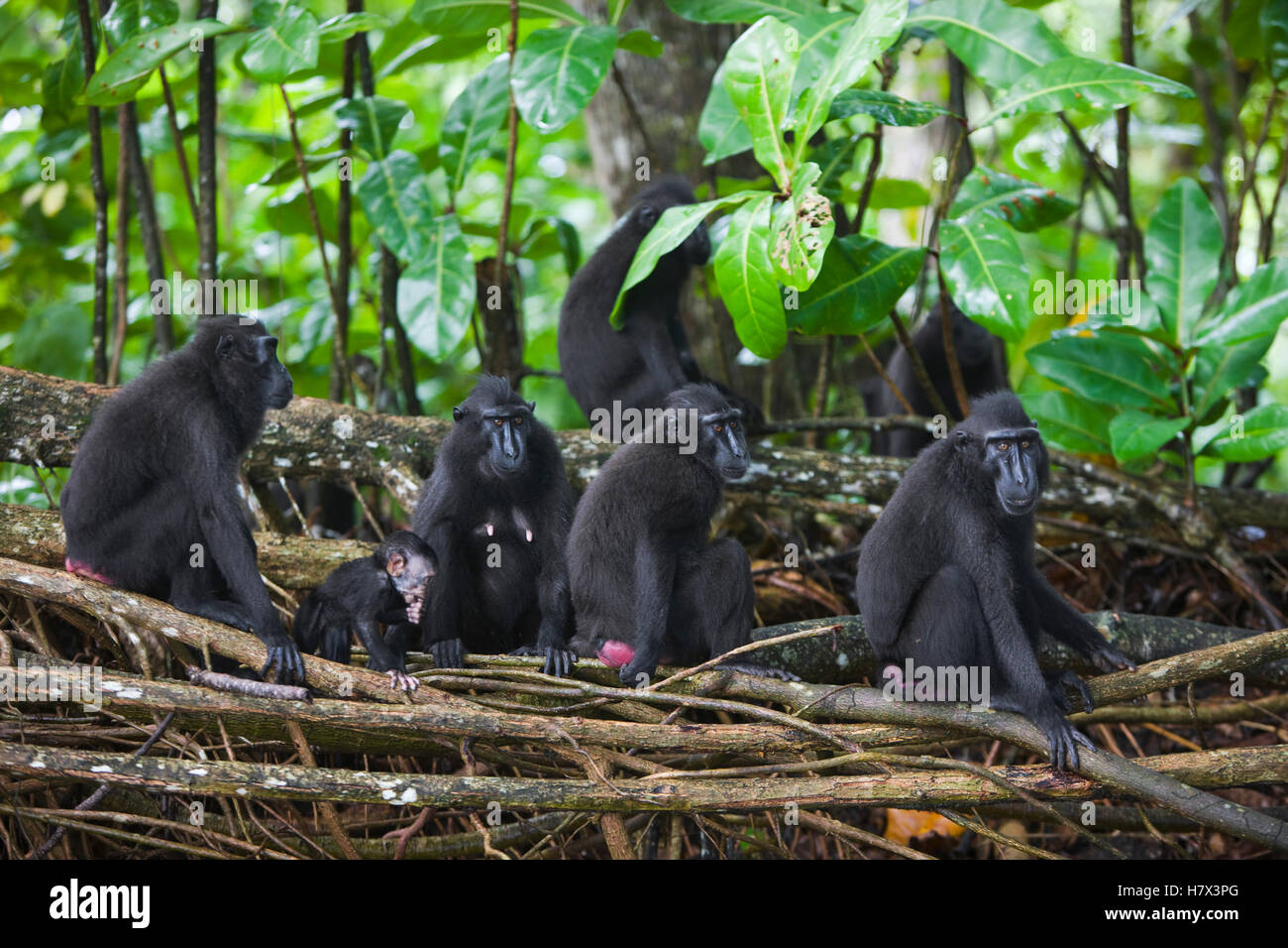 Celebes Black Macaque (Macaca nigra) group, Sulawesi, Indonesia Stock ...