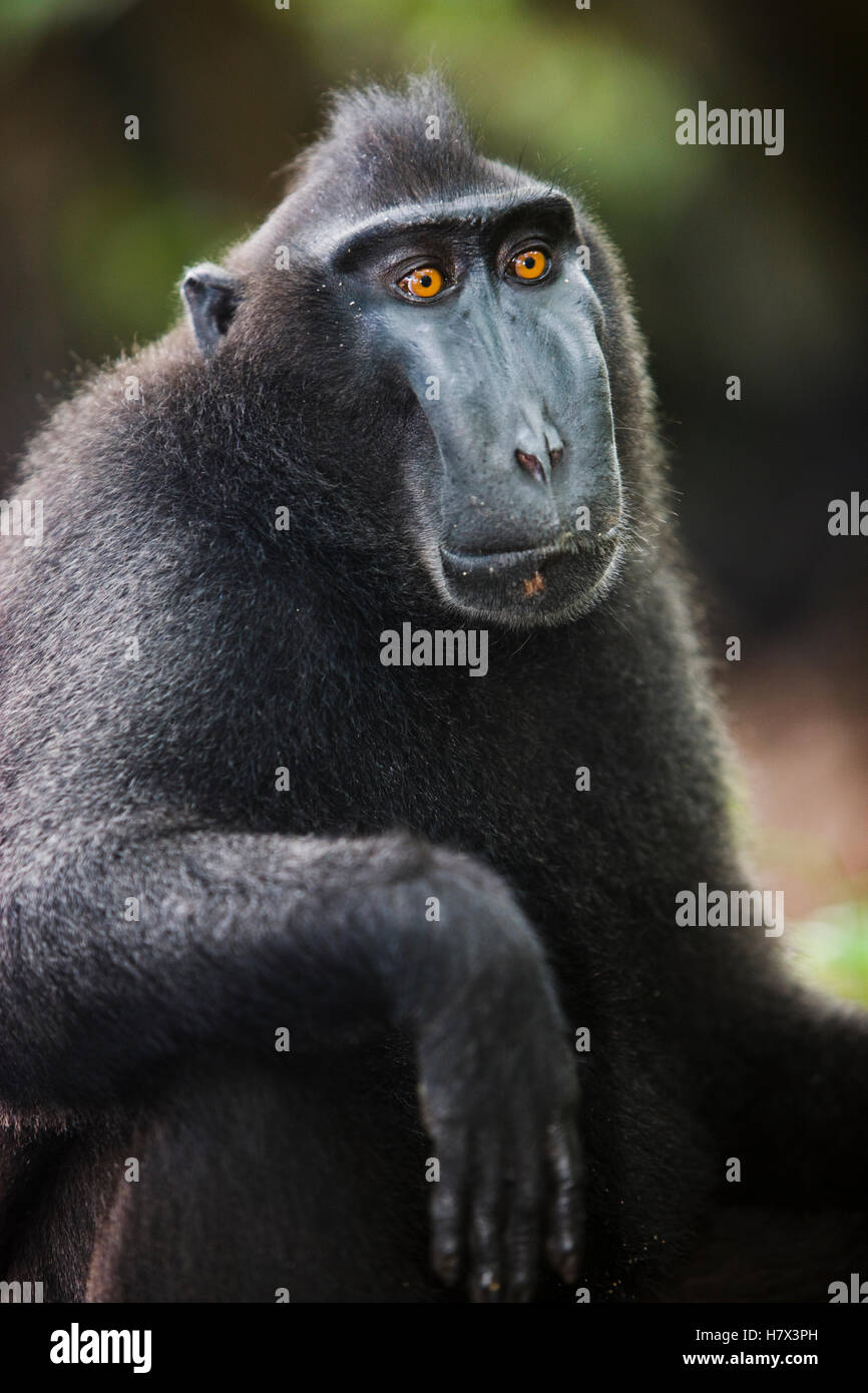 Celebes Black Macaque (Macaca nigra) dominant male, Sulawesi, Indonesia ...