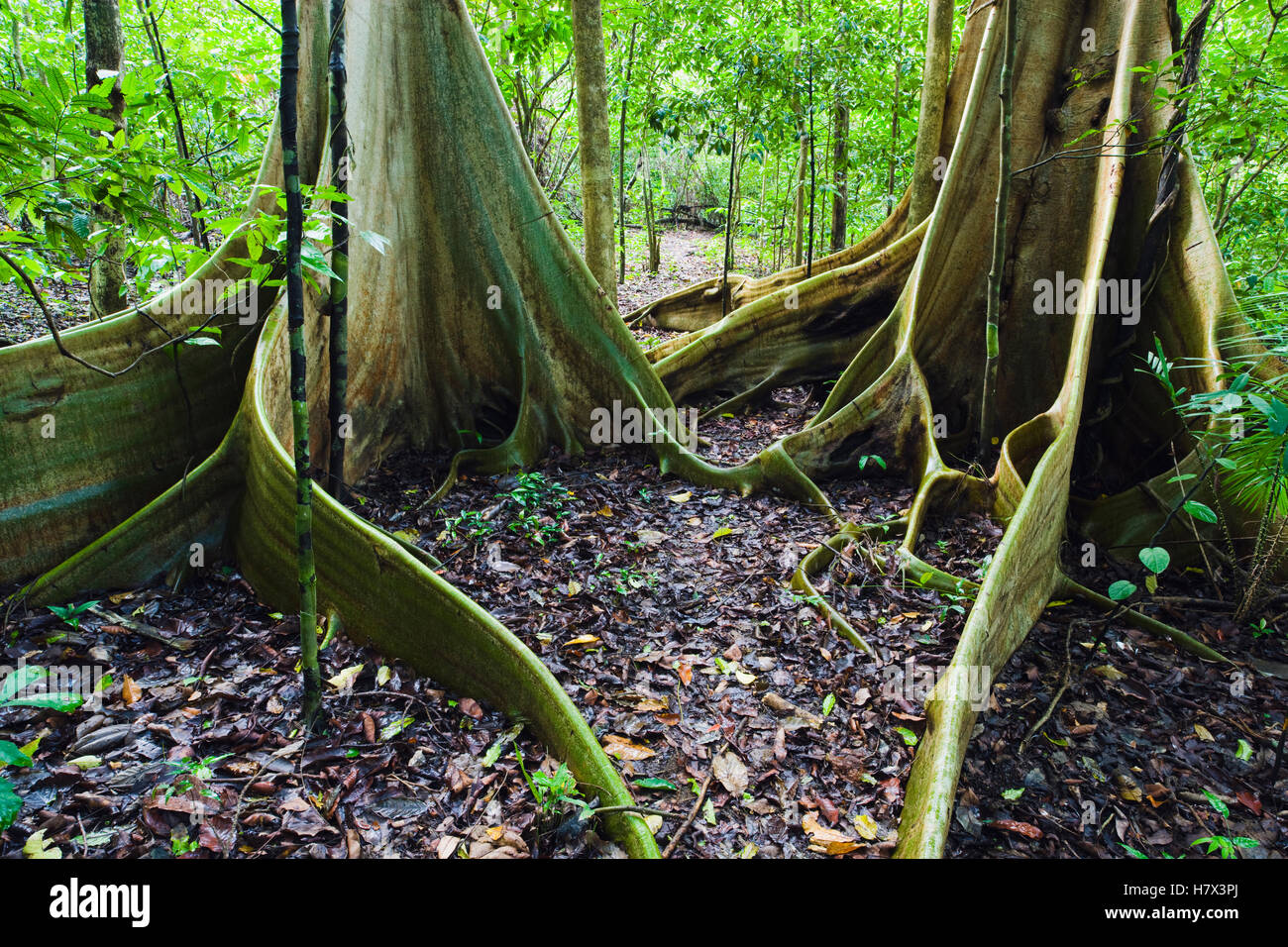 Buttress roots of giant trees in tropical rainforest, Tongkoko Reserve ...