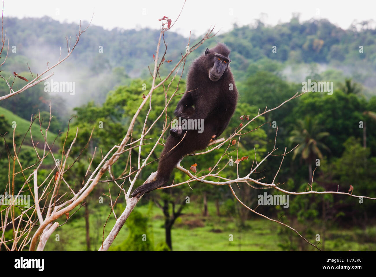 Celebes Black Macaque (Macaca nigra) sitting in dead tree in slash and ...