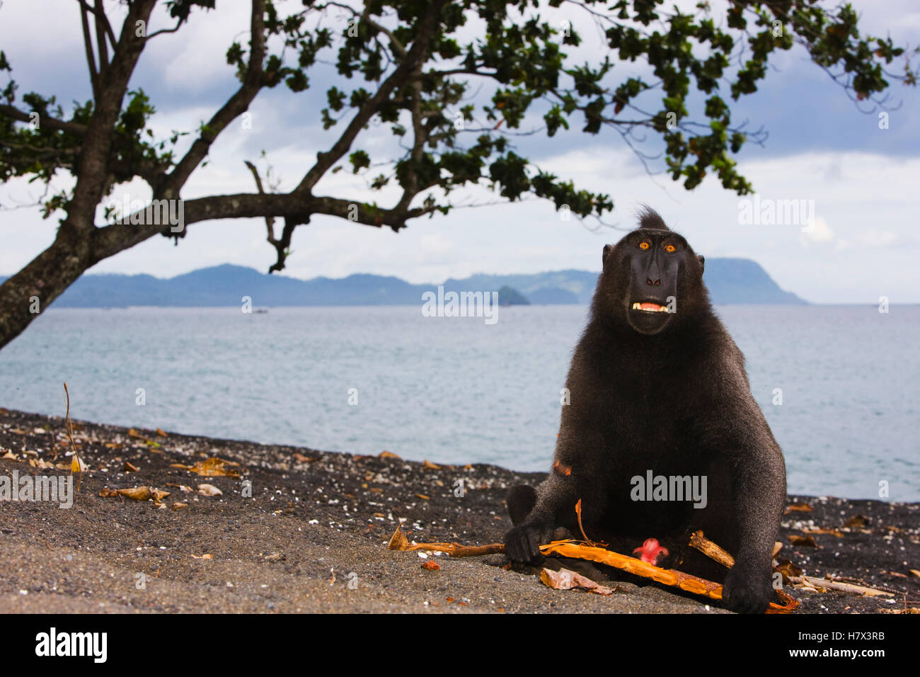 Celebes Black Macaque (Macaca nigra) male sitting on beach, Sulawesi ...