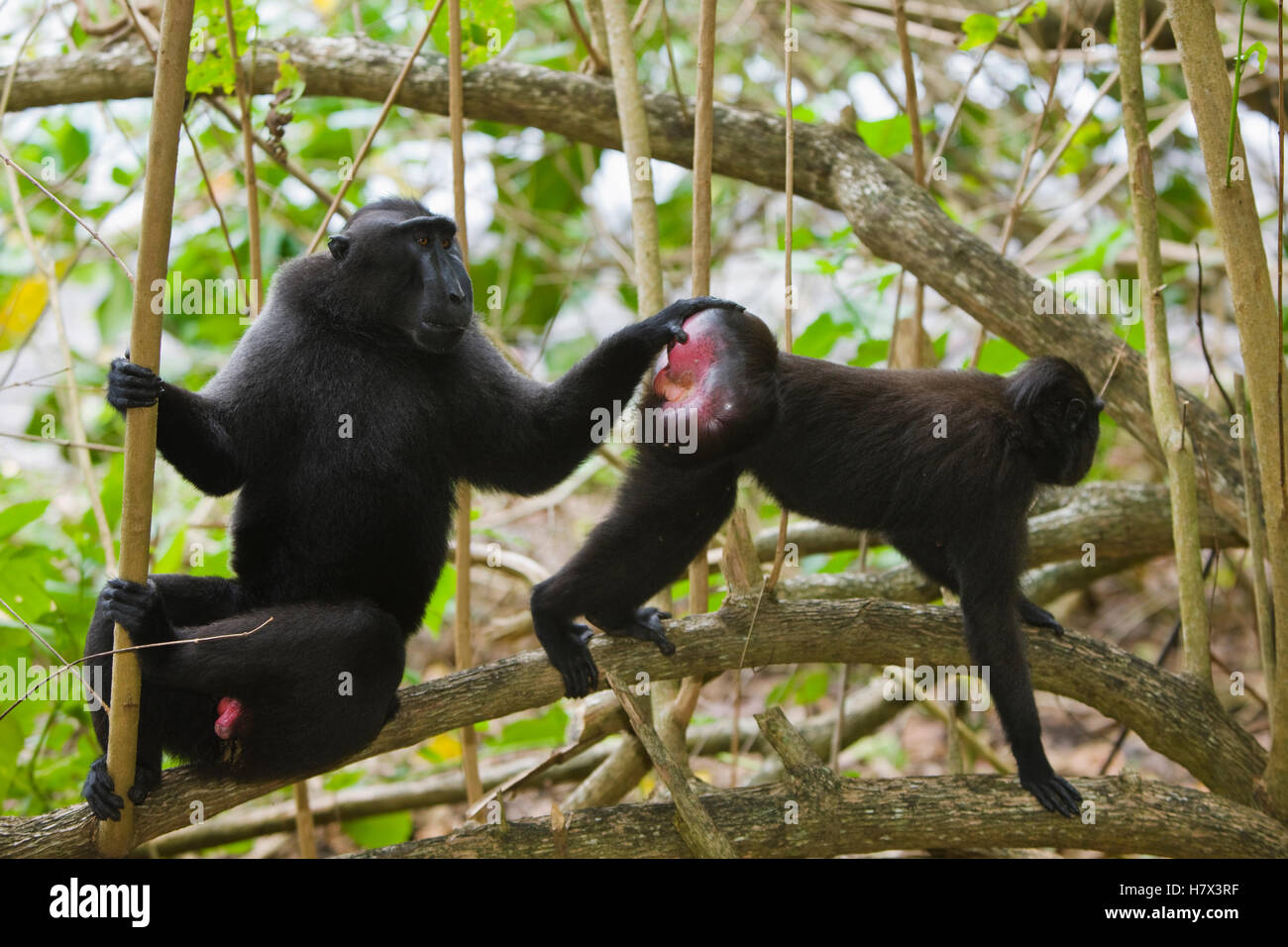 Celebes Black Macaque (Macaca nigra) dominant male touching female in ...