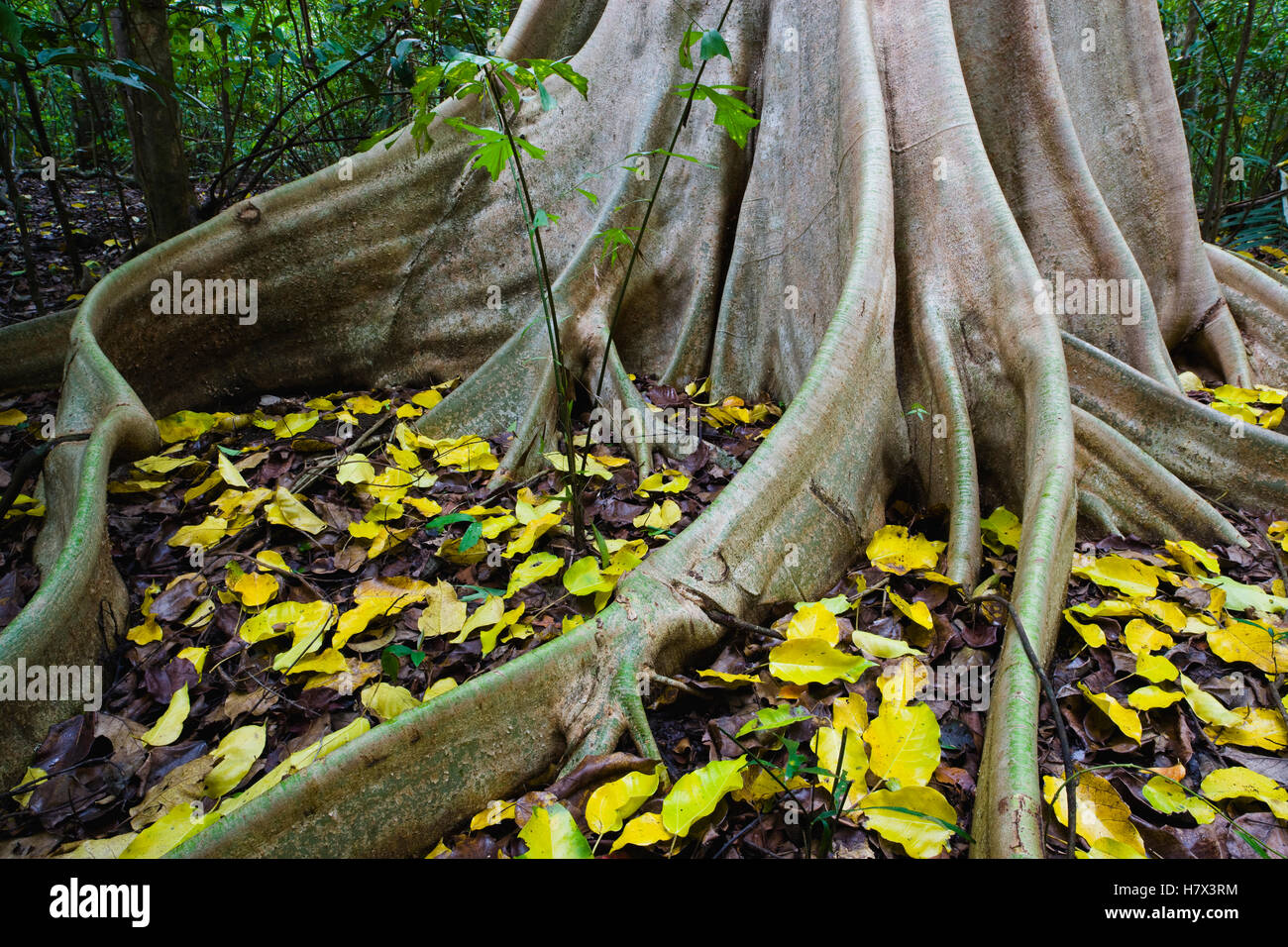 Buttress root of giant fig tree in tropical rainforest, Tongkoko ...